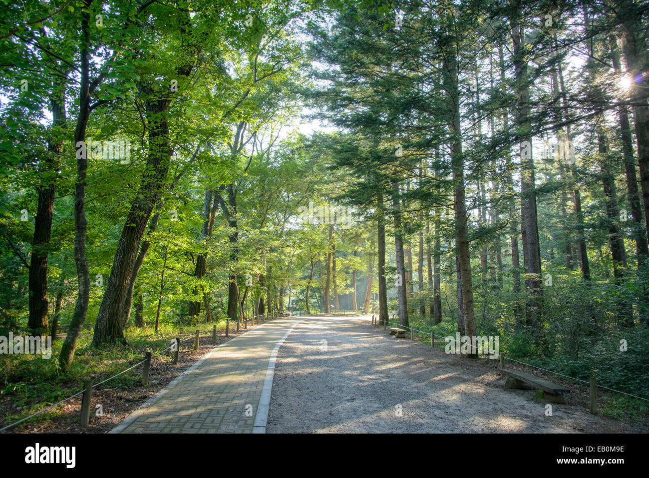 Sunshine pathway hi-res stock photography and images - Alamy