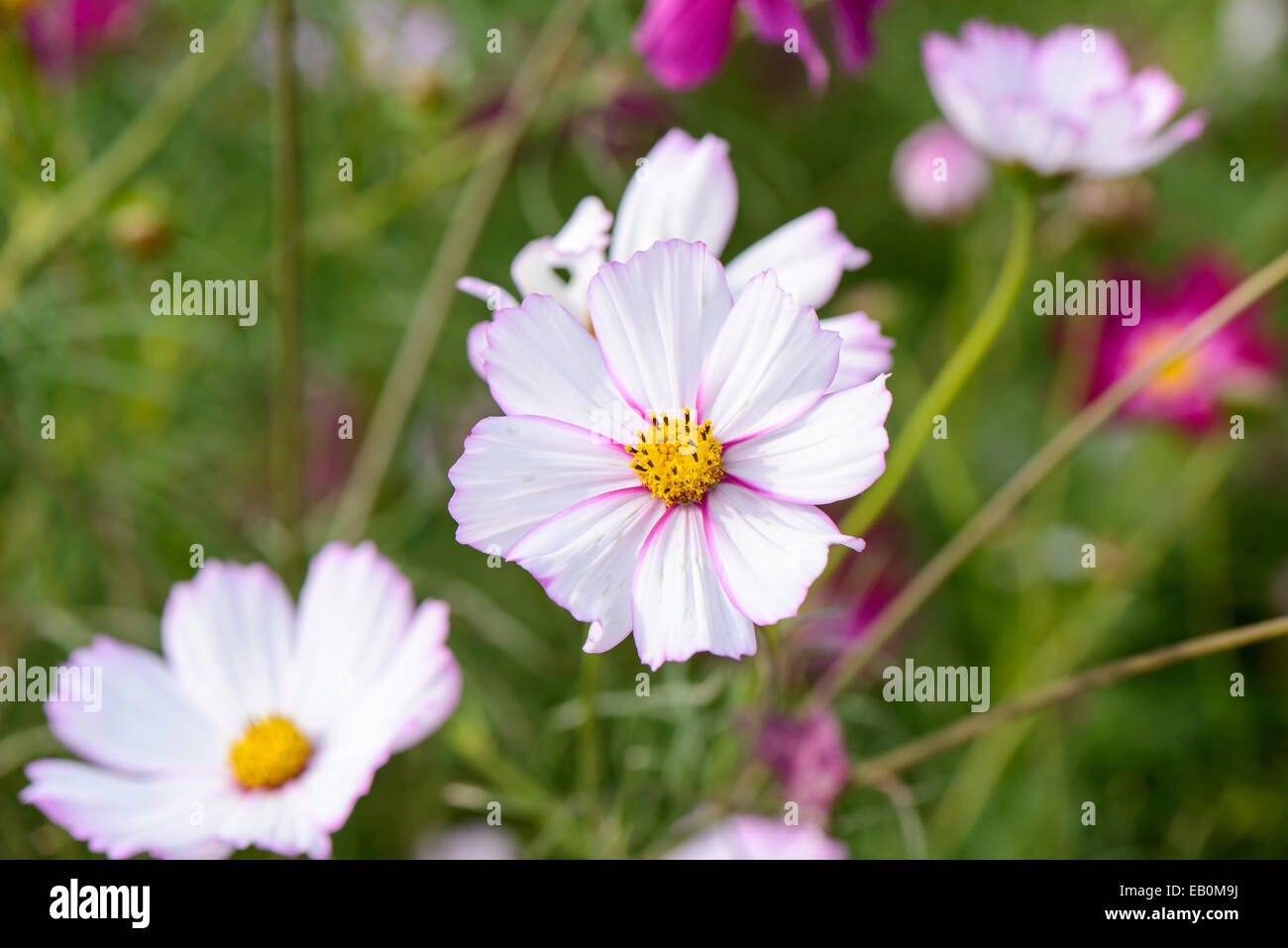 Cosmos flower field flower field in summer hi-res stock photography and ...