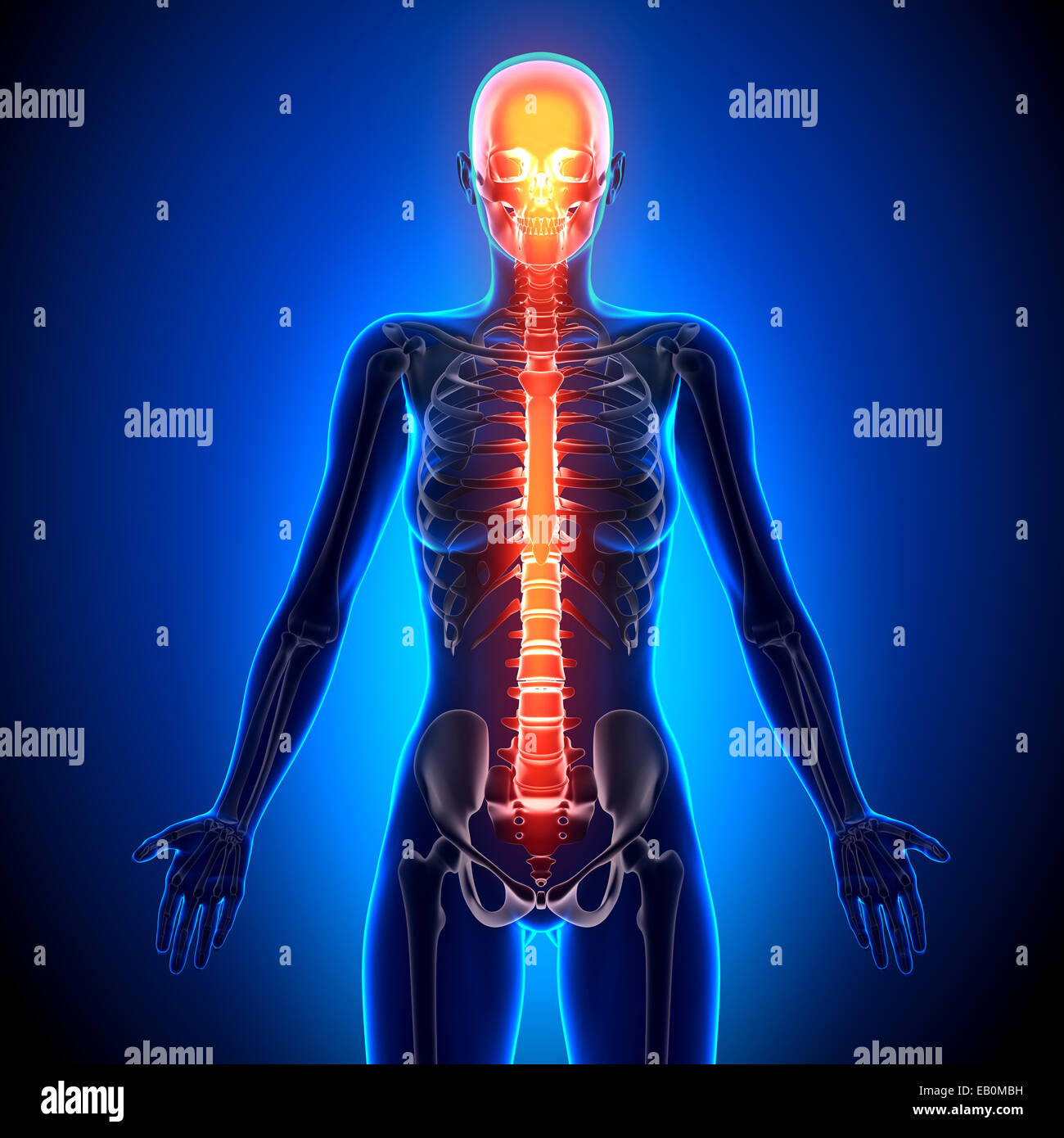 Spinal xray hi-res stock photography and images - Alamy