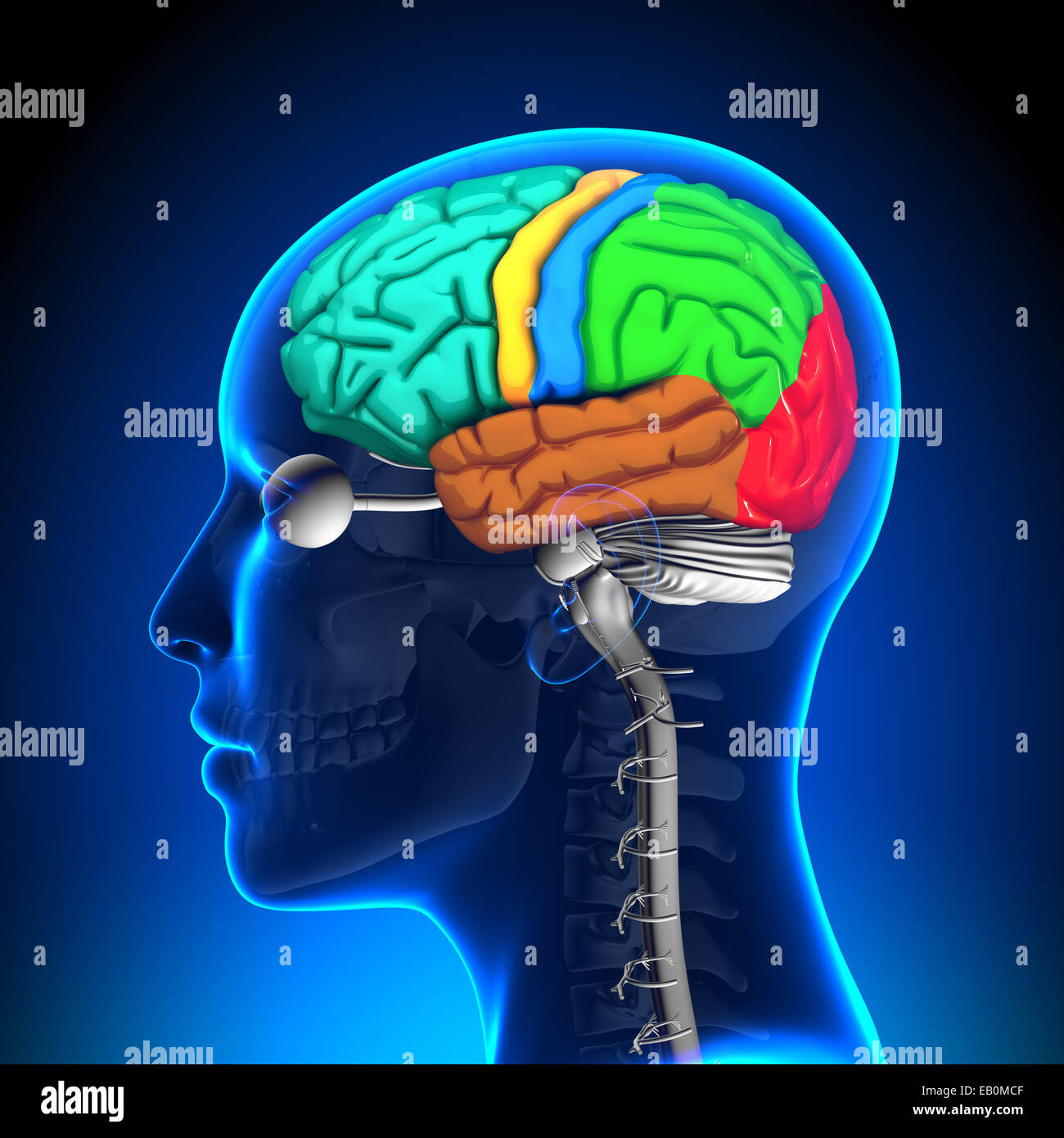 Healthy human brain xray hi-res stock photography and images - Alamy