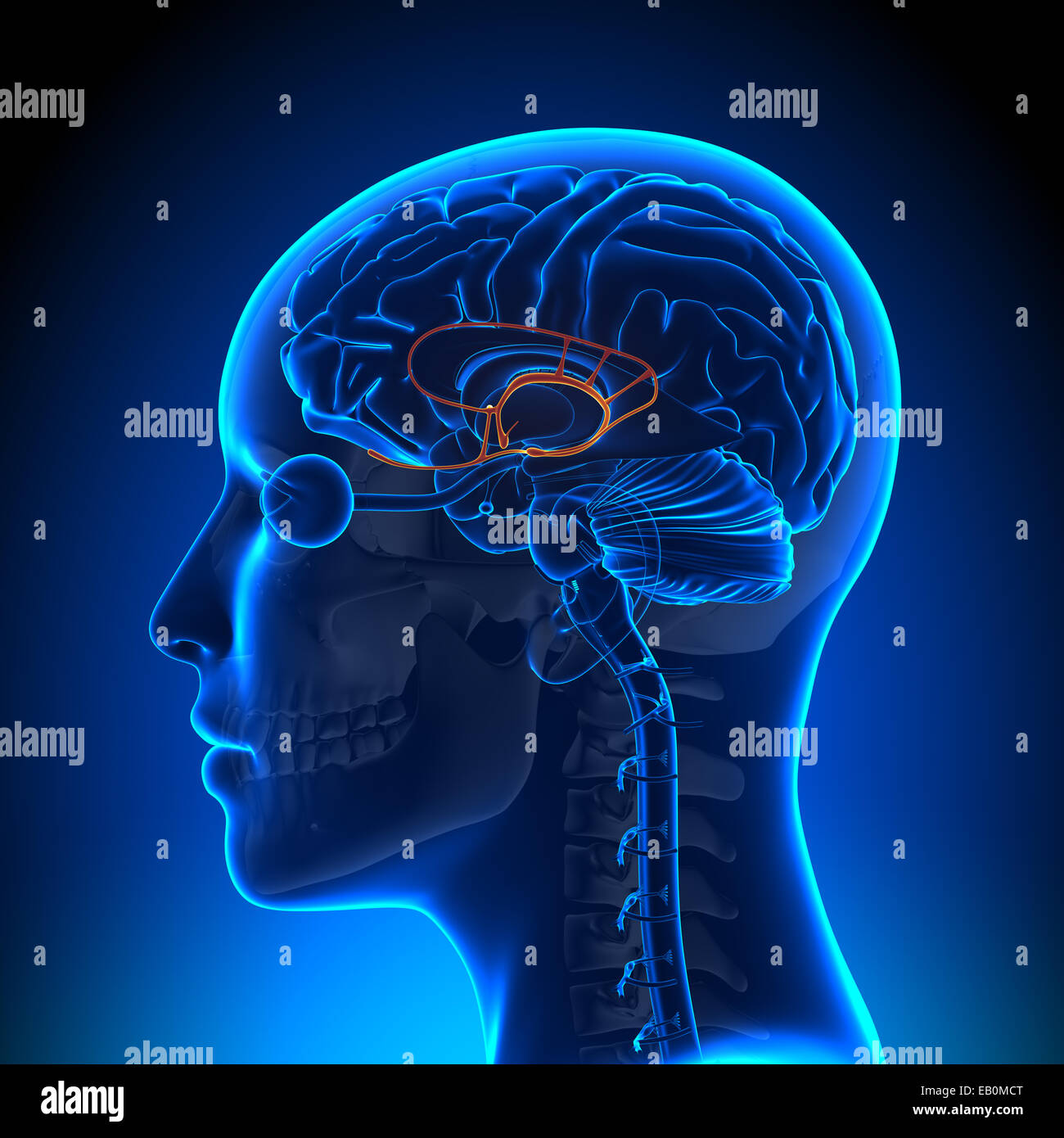 Limbic cortex hi-res stock photography and images - Alamy