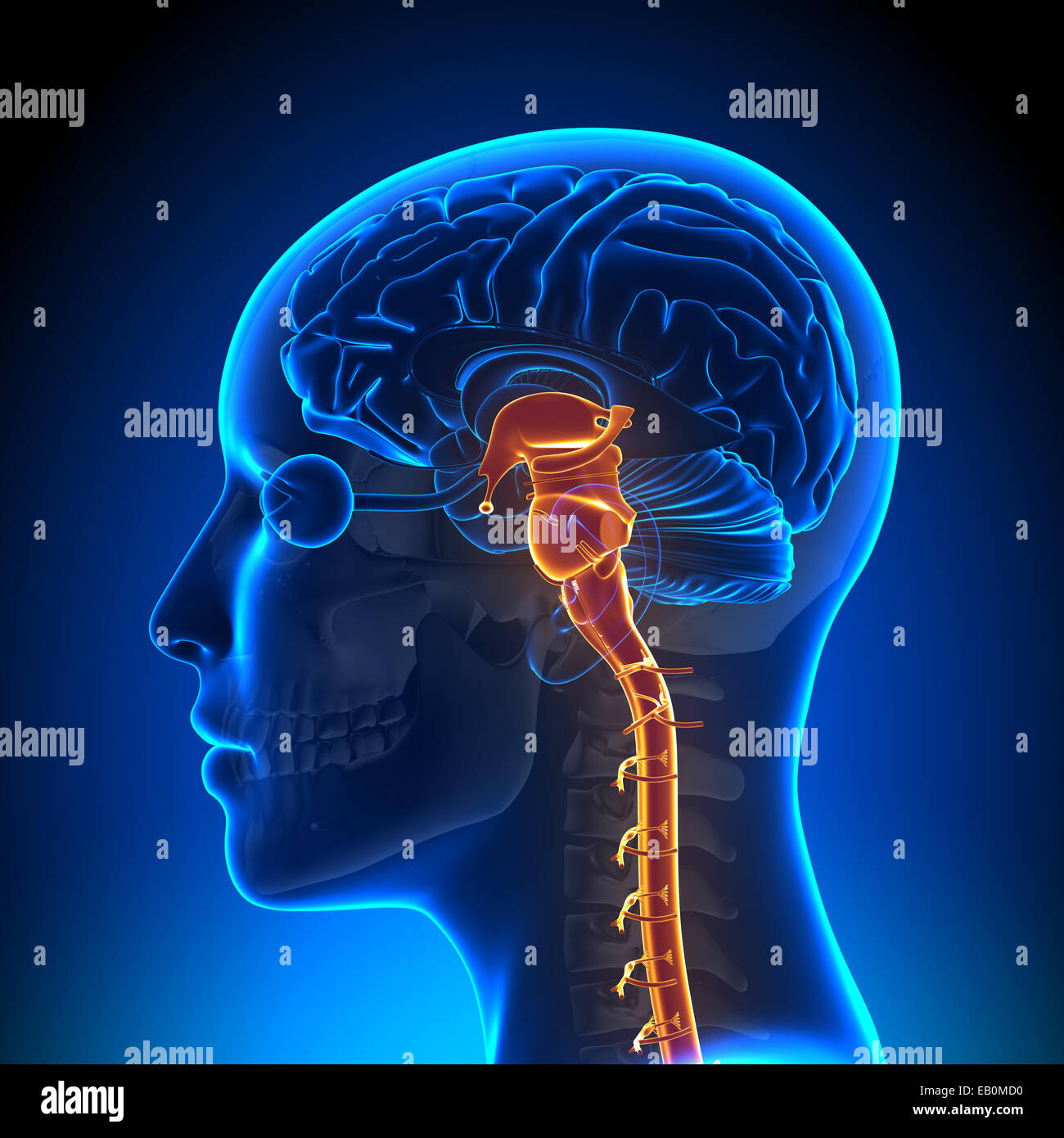Occipital nerves hi-res stock photography and images - Alamy