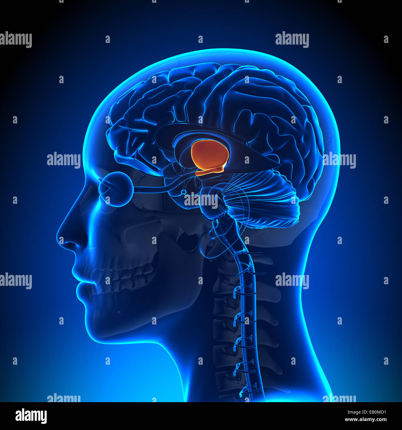 Hypothalamus anatomy hi-res stock photography and images - Alamy