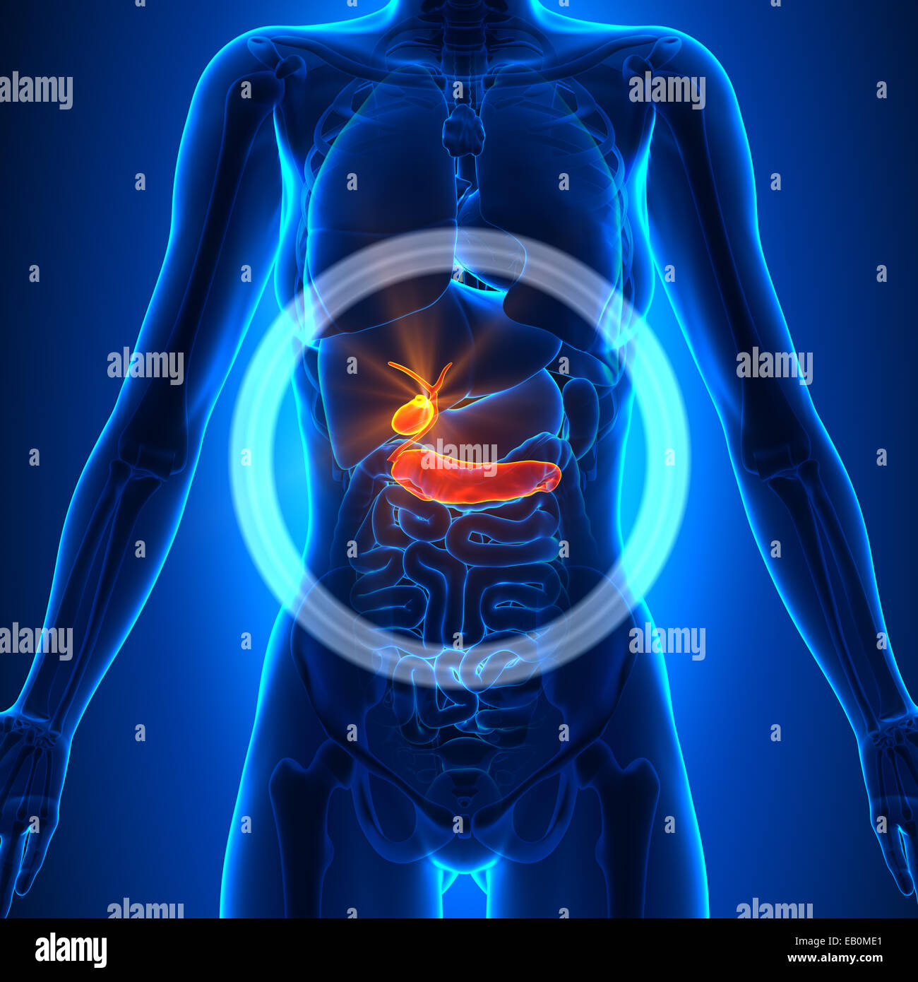 Pancreas xray hi-res stock photography and images - Alamy