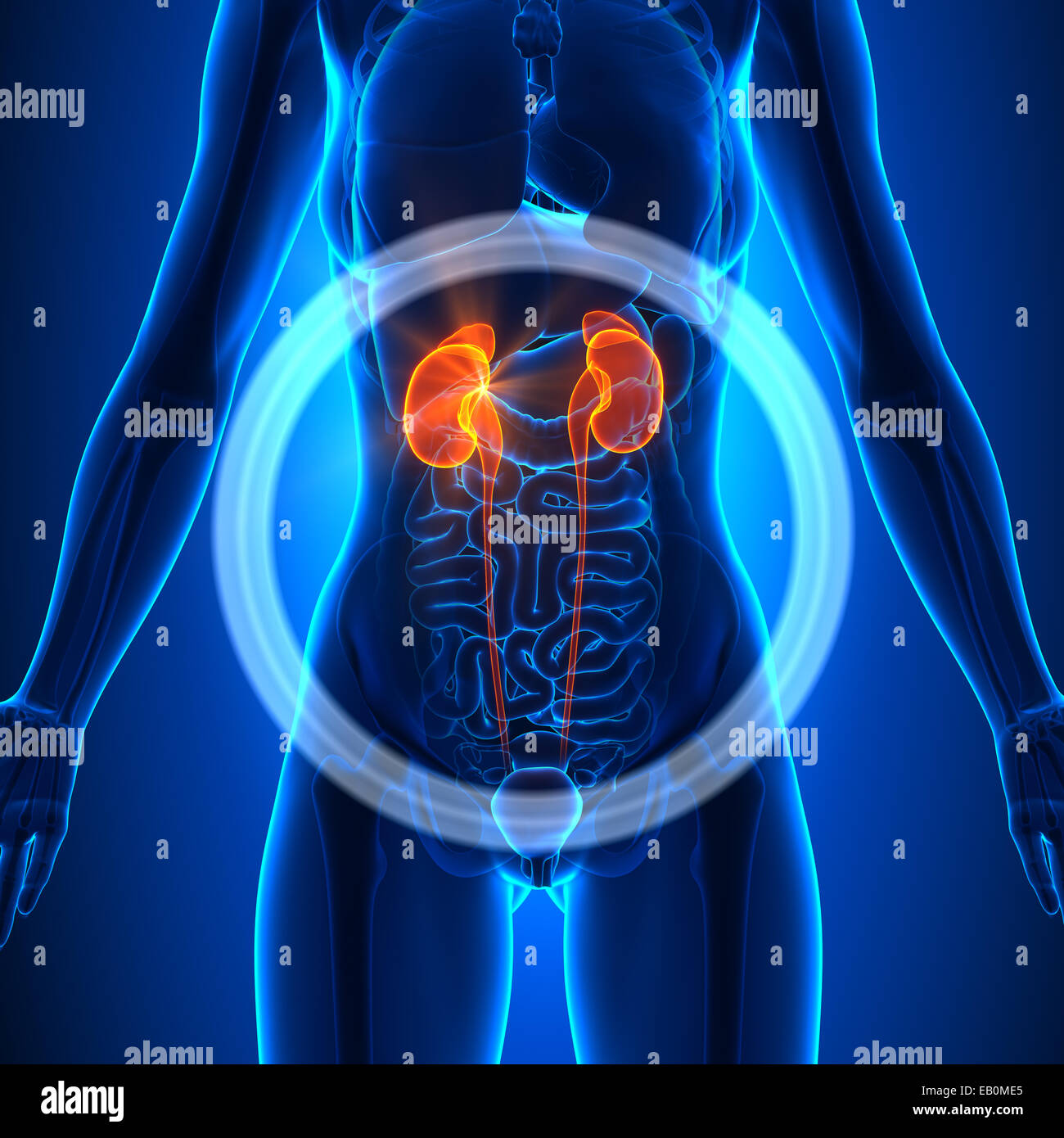 Xray of kidneys hi-res stock photography and images - Alamy