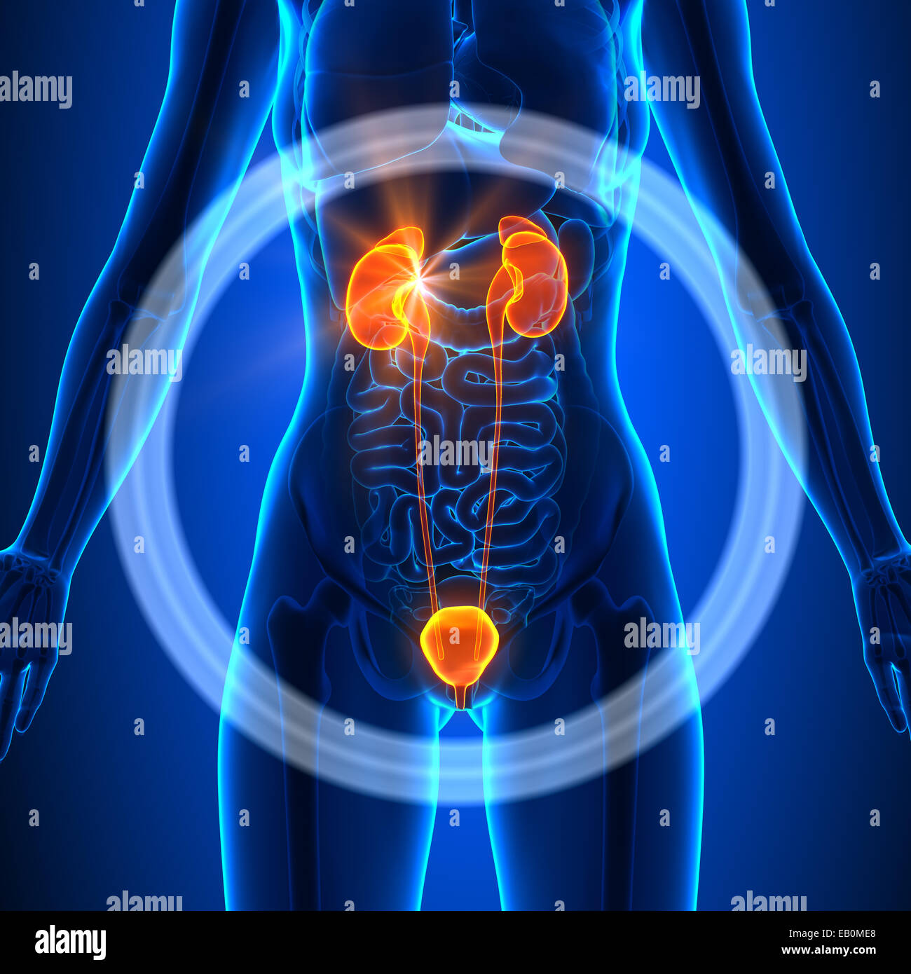 Female bladder anatomy hi-res stock photography and images - Alamy