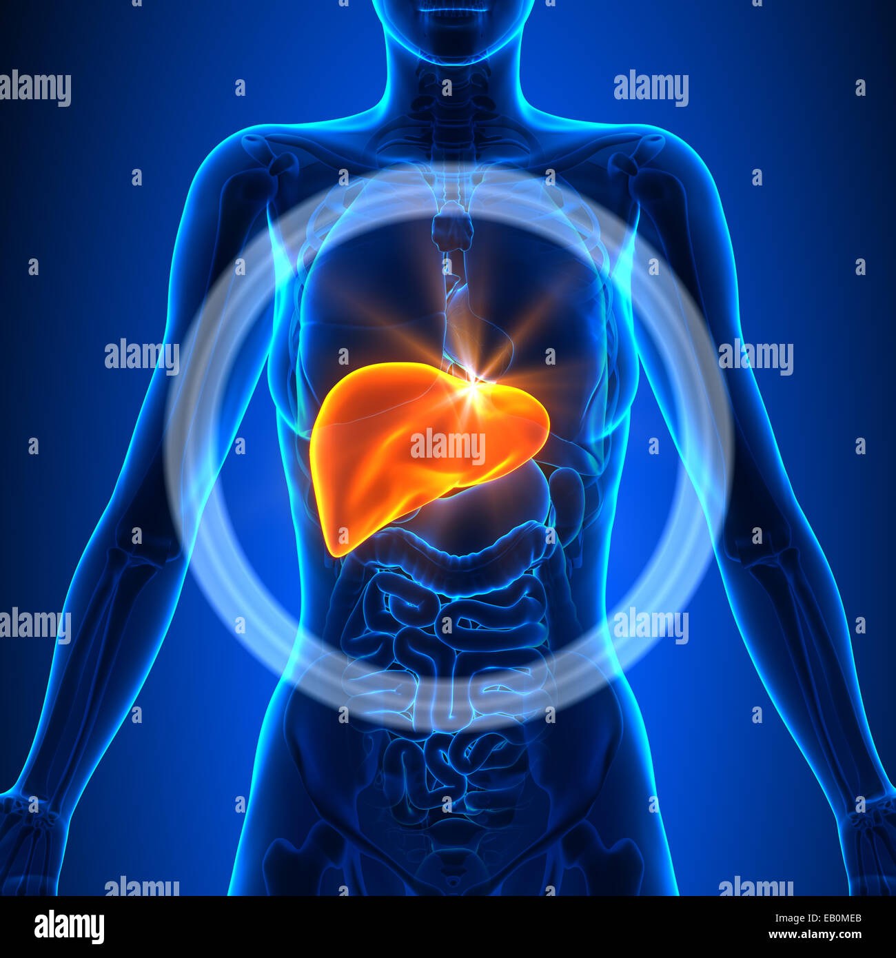 Female liver anatomy hi-res stock photography and images - Alamy