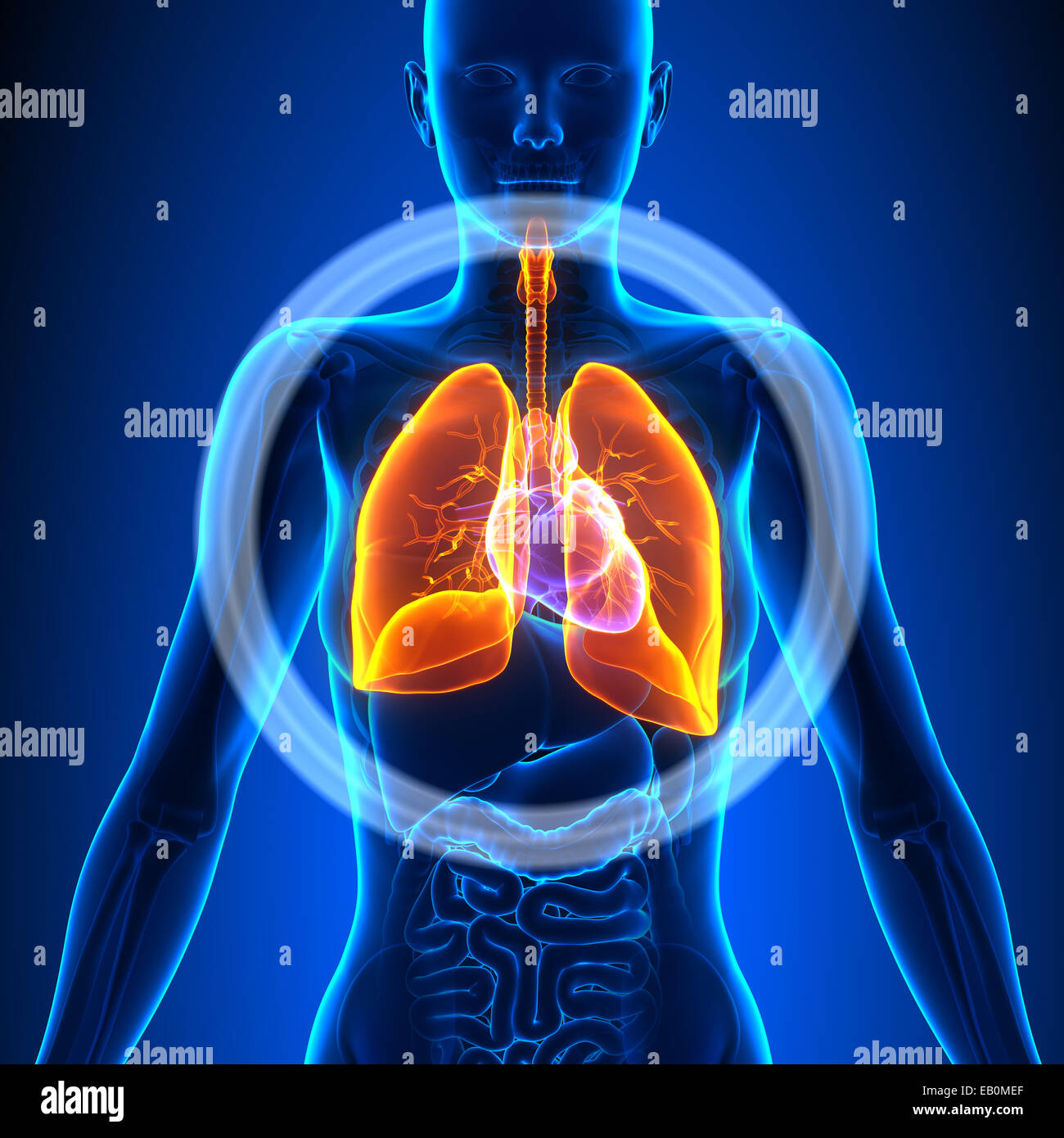 Female thorax anatomy hi-res stock photography and images - Alamy