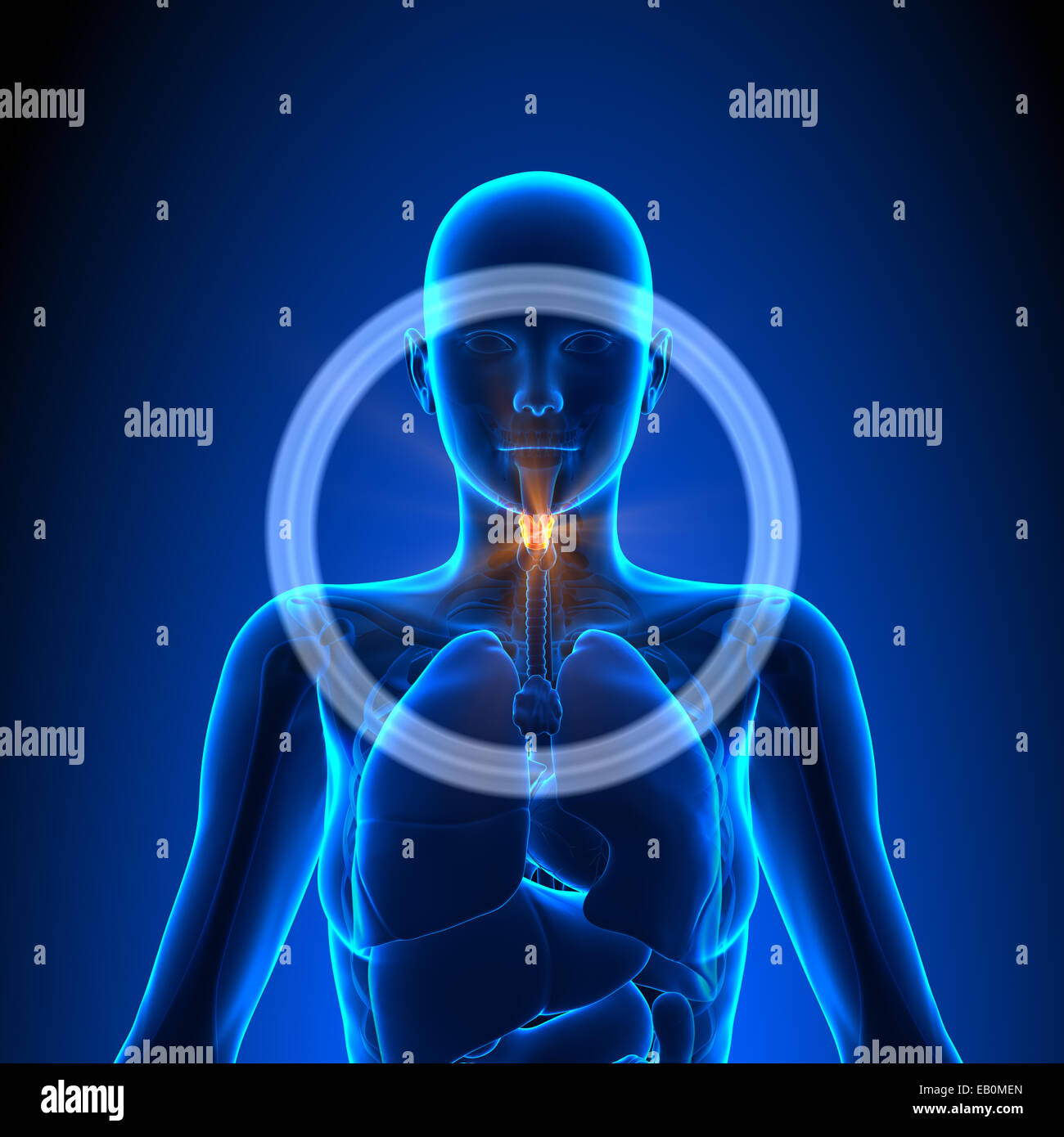 Larynx anatomy hi-res stock photography and images - Alamy
