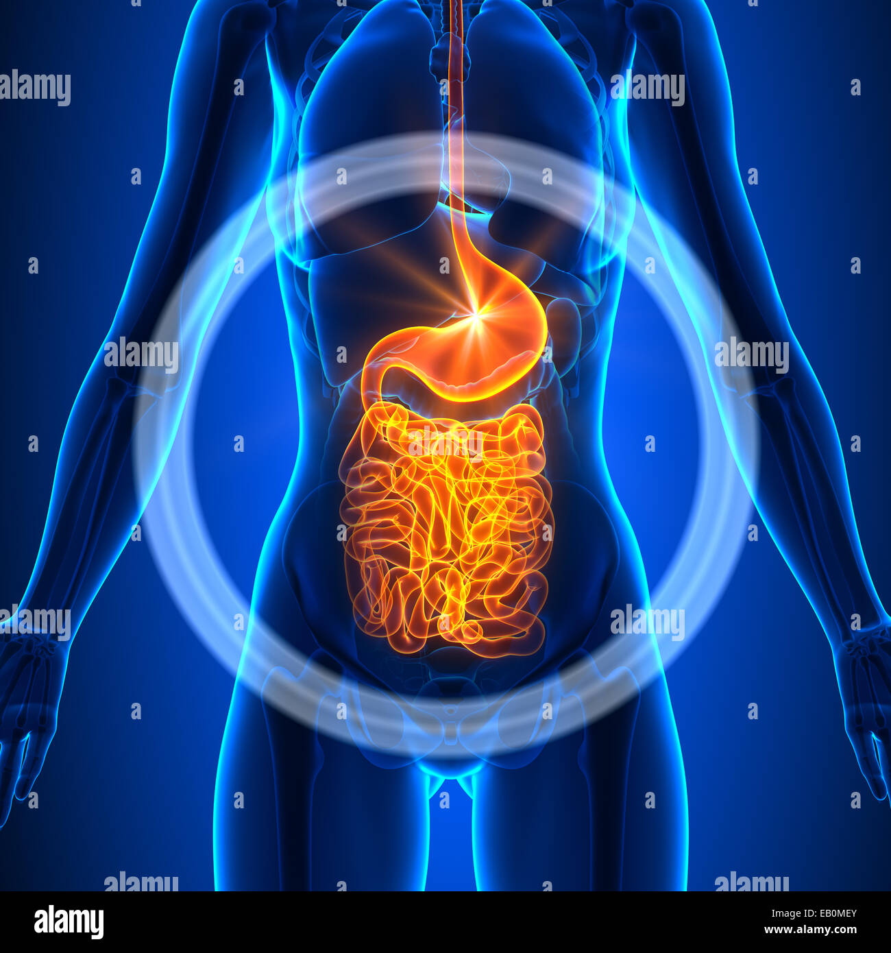 Intestine xray hi-res stock photography and images - Alamy