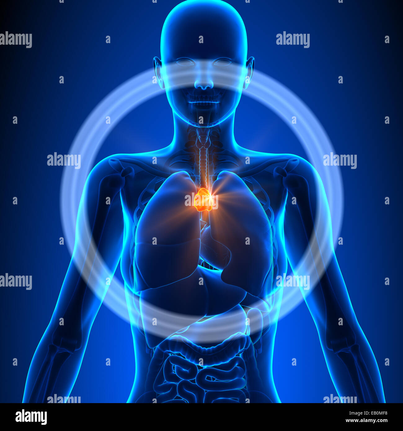 Thymus anatomy hi-res stock photography and images - Alamy