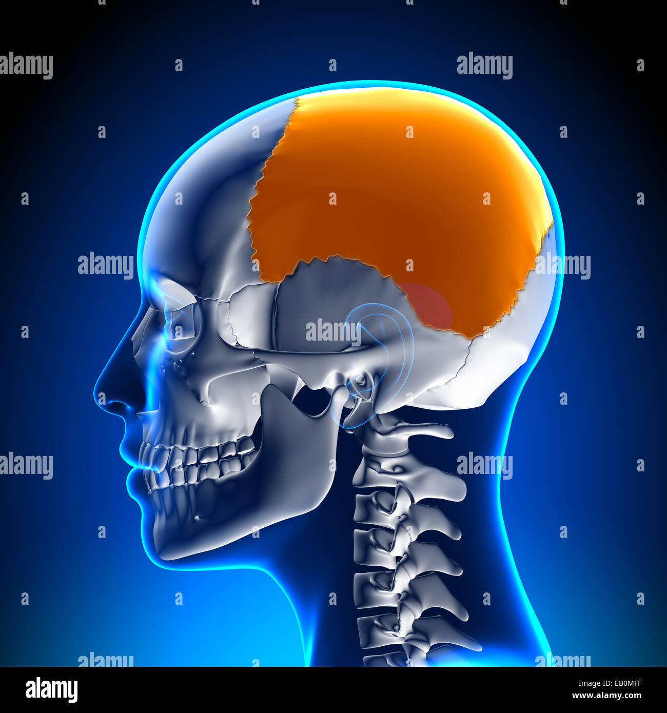 Xray head hi-res stock photography and images - Alamy