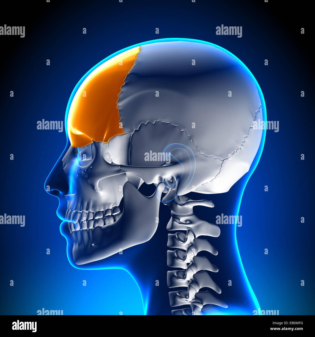 Maxilla mandible hi-res stock photography and images - Alamy