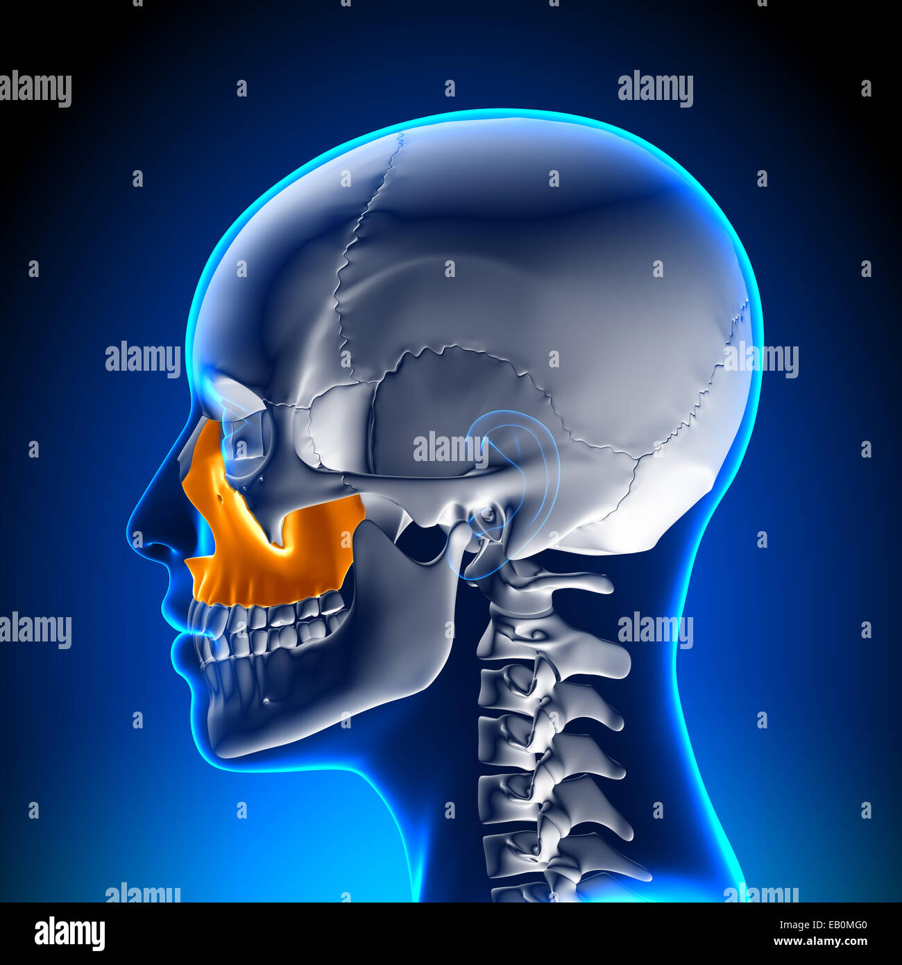 Human maxilla bone hi-res stock photography and images - Alamy