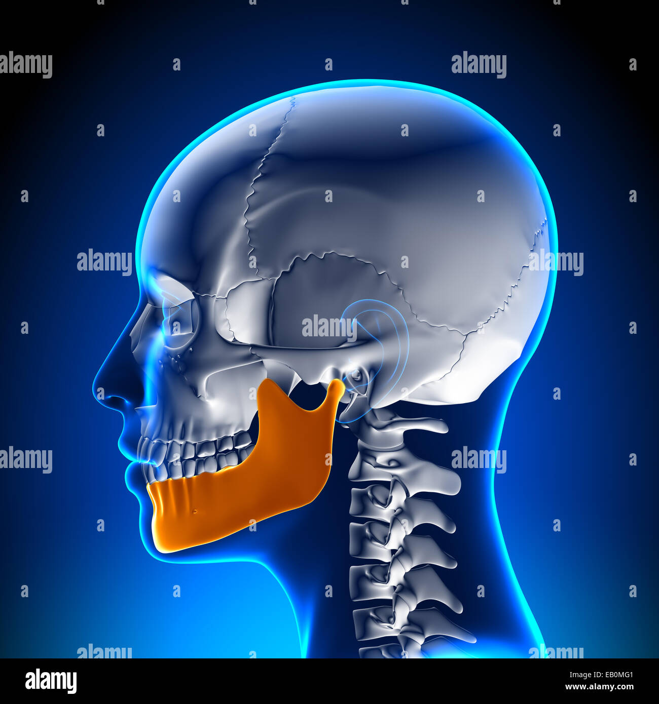 Female Mandible Anatomy Skull Stock Photo - Alamy