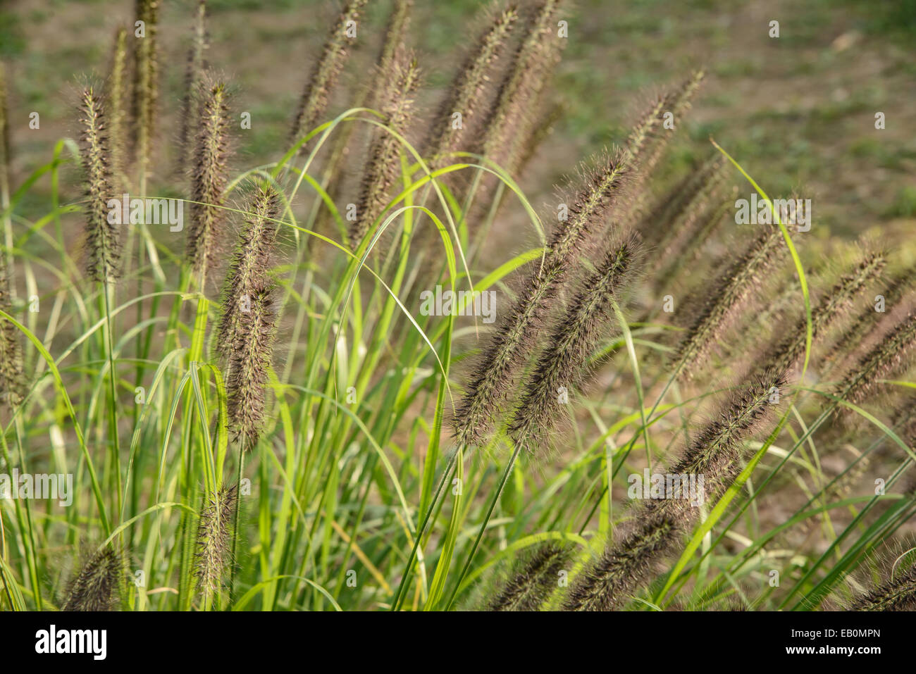 Foxtails plant hi-res stock photography and images - Alamy