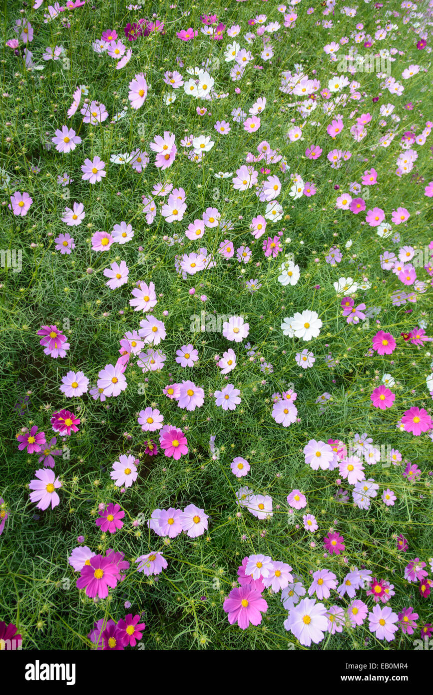 various color cosmos flowers in a field Stock Photo - Alamy