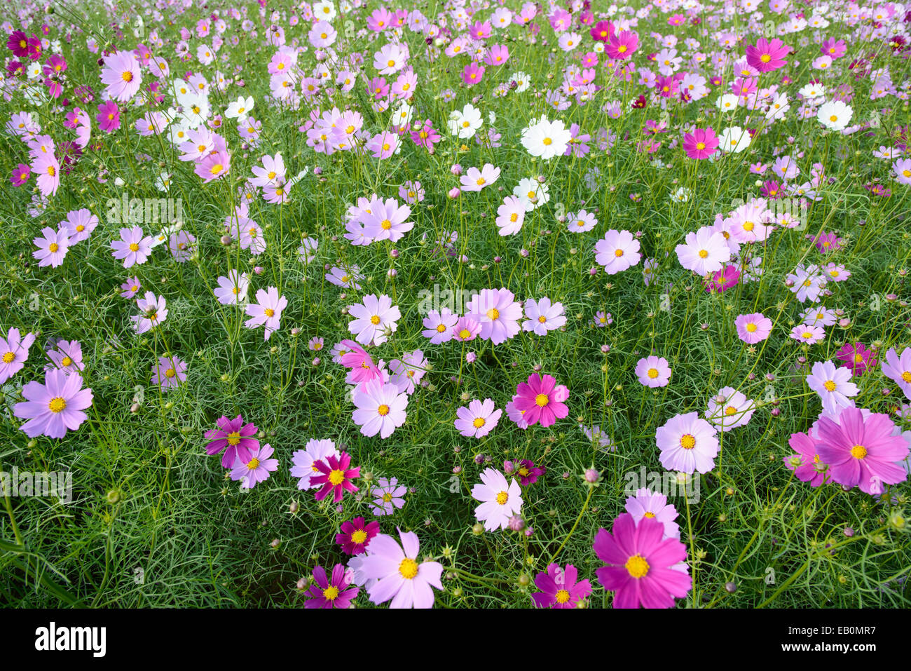 various color cosmos flowers in a field Stock Photo - Alamy