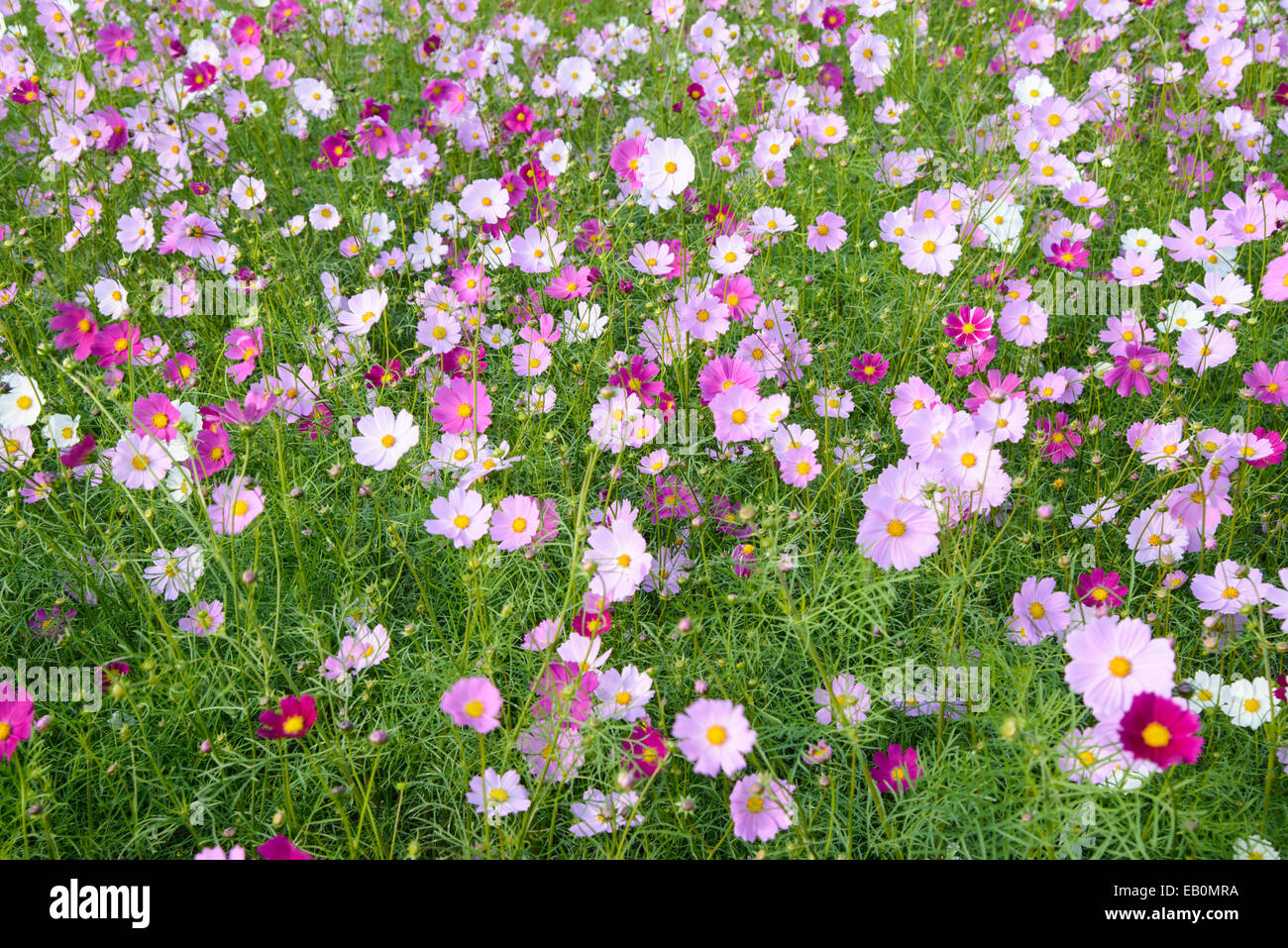 Beautiful cosmos flowers in garden hi-res stock photography and images ...