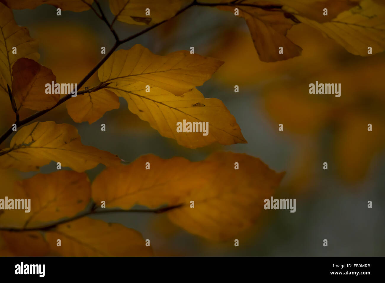 Subtle light on autumn leaves Stock Photo - Alamy