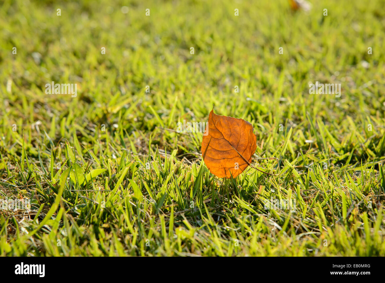 closeup of fallen leaf on a lawn Stock Photo - Alamy