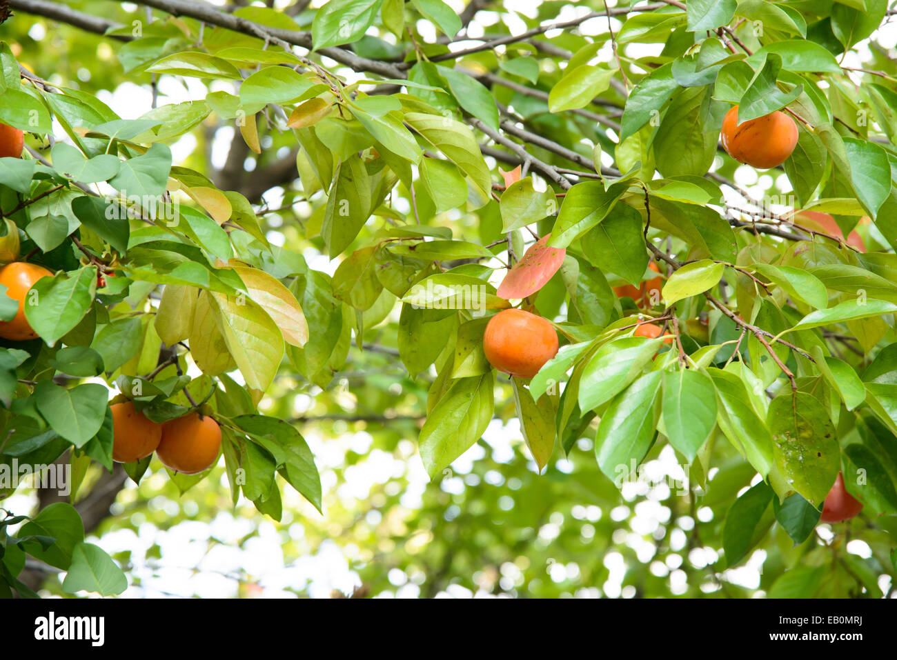 Persimmon tree branch hi-res stock photography and images - Alamy