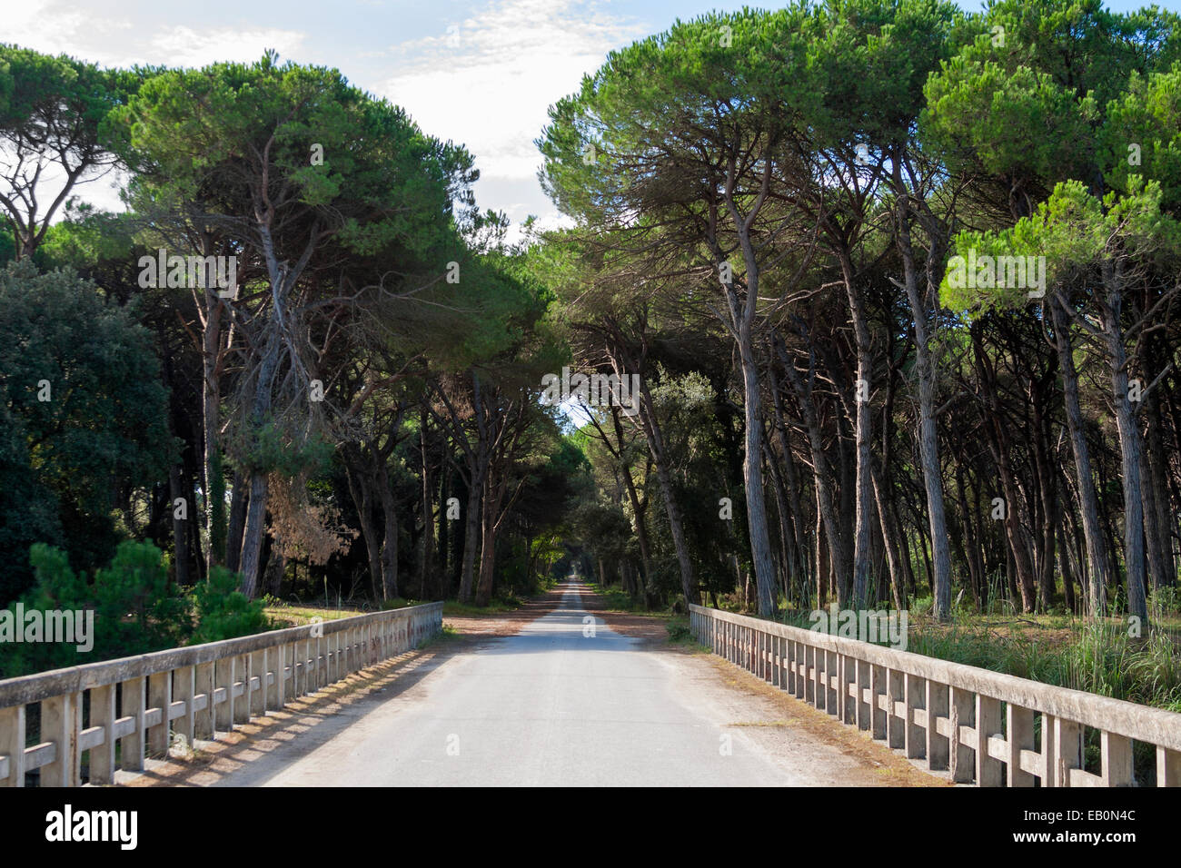Old bridge and road through San Rossore Regional Park, Tuscany, Italy ...