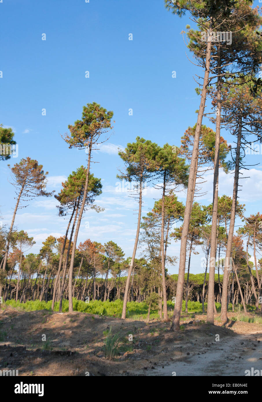 Tuscany forest landscape with parasol pines, Italy Stock Photo - Alamy