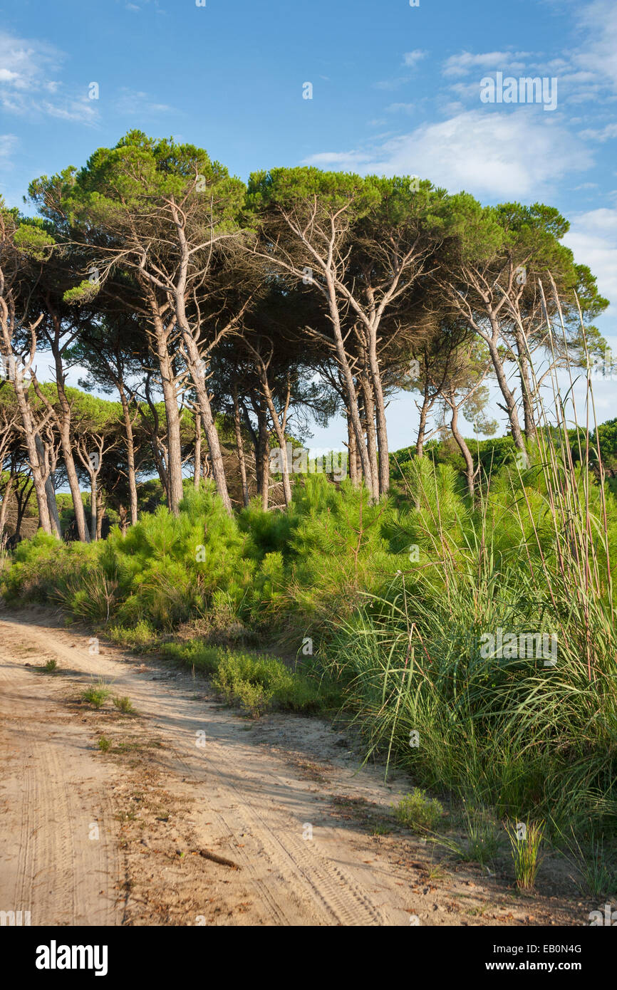 Tuscany forest road landscape with parasol pines and shoots of young ...