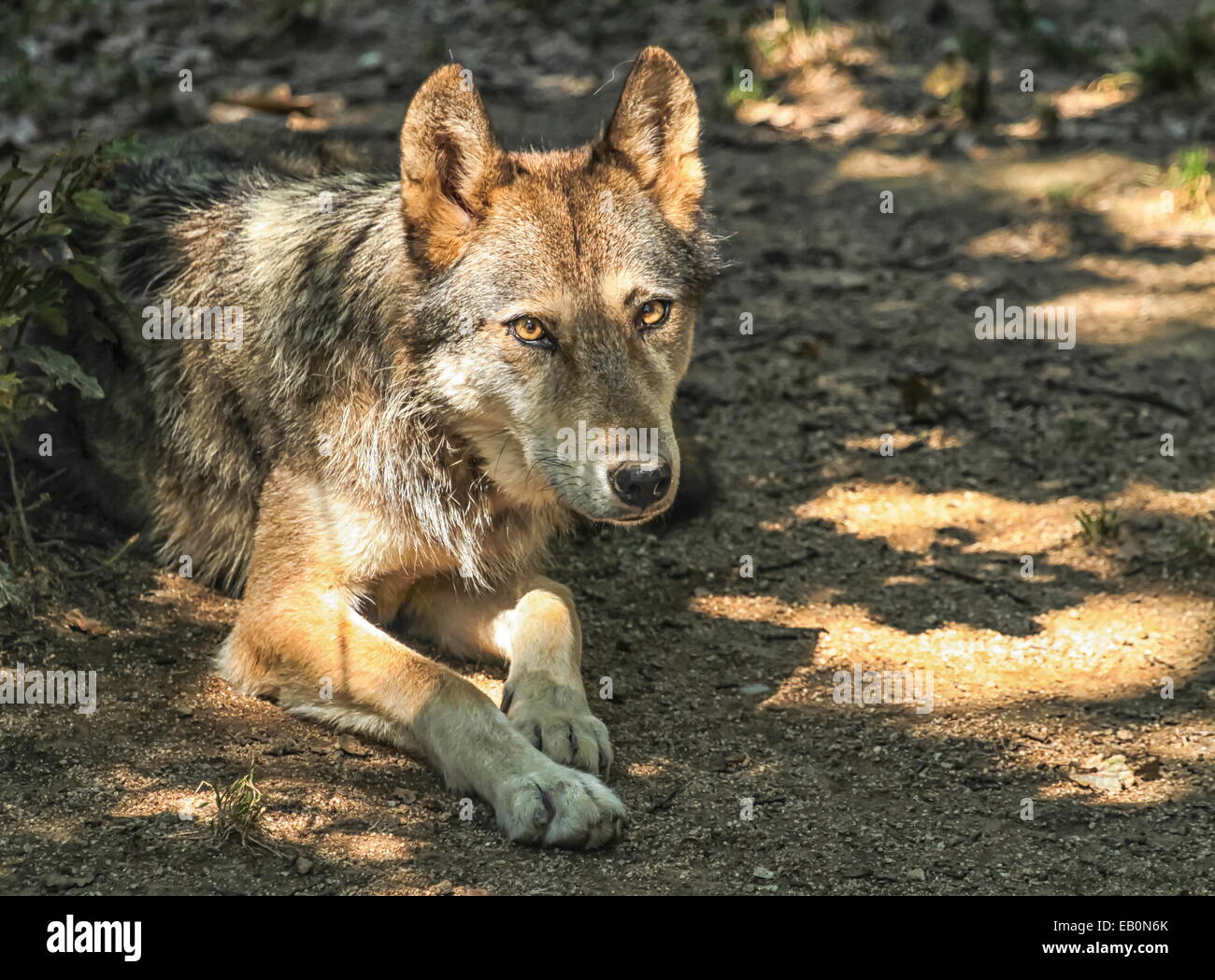 Among the shadows hi-res stock photography and images - Alamy