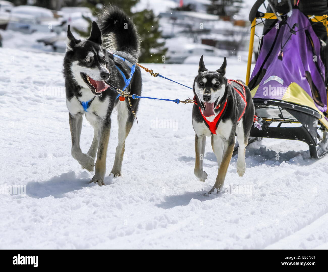 Switzerland husky dog hi-res stock photography and images - Alamy