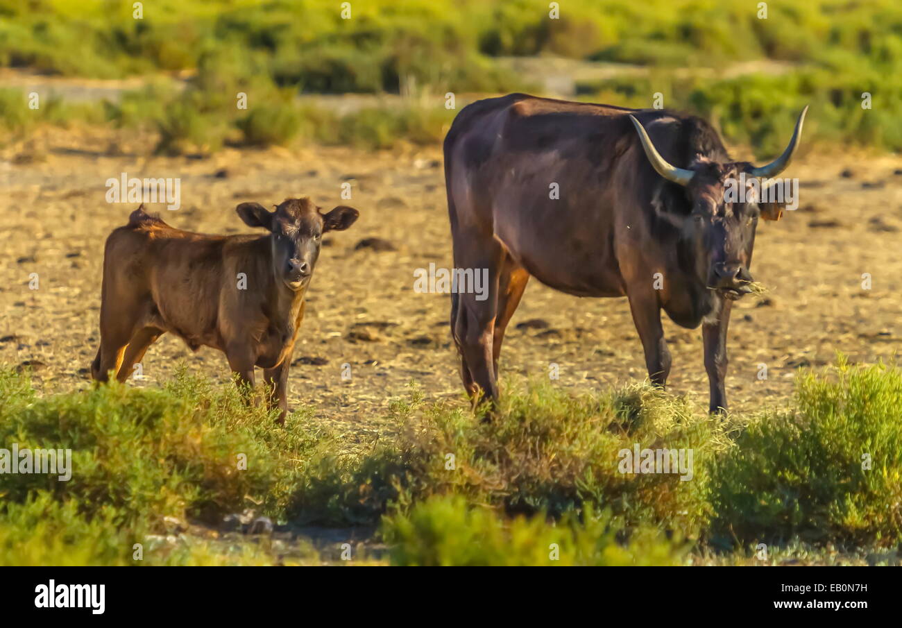 Cow farm camargue hi-res stock photography and images - Alamy
