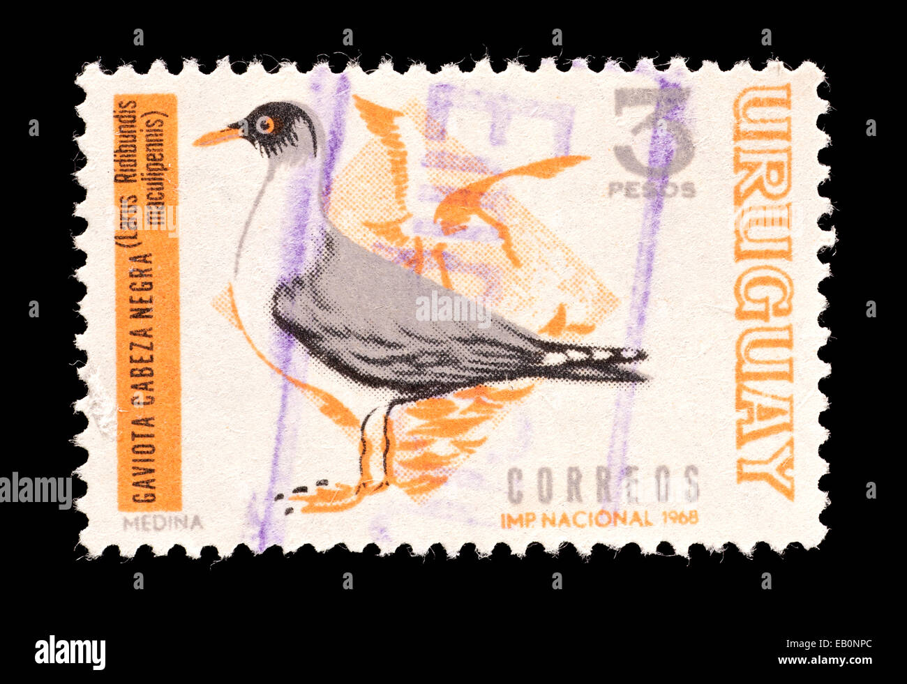 Postage stamp from Uruguay depicting black-headed gull (Chroicocephalus ...