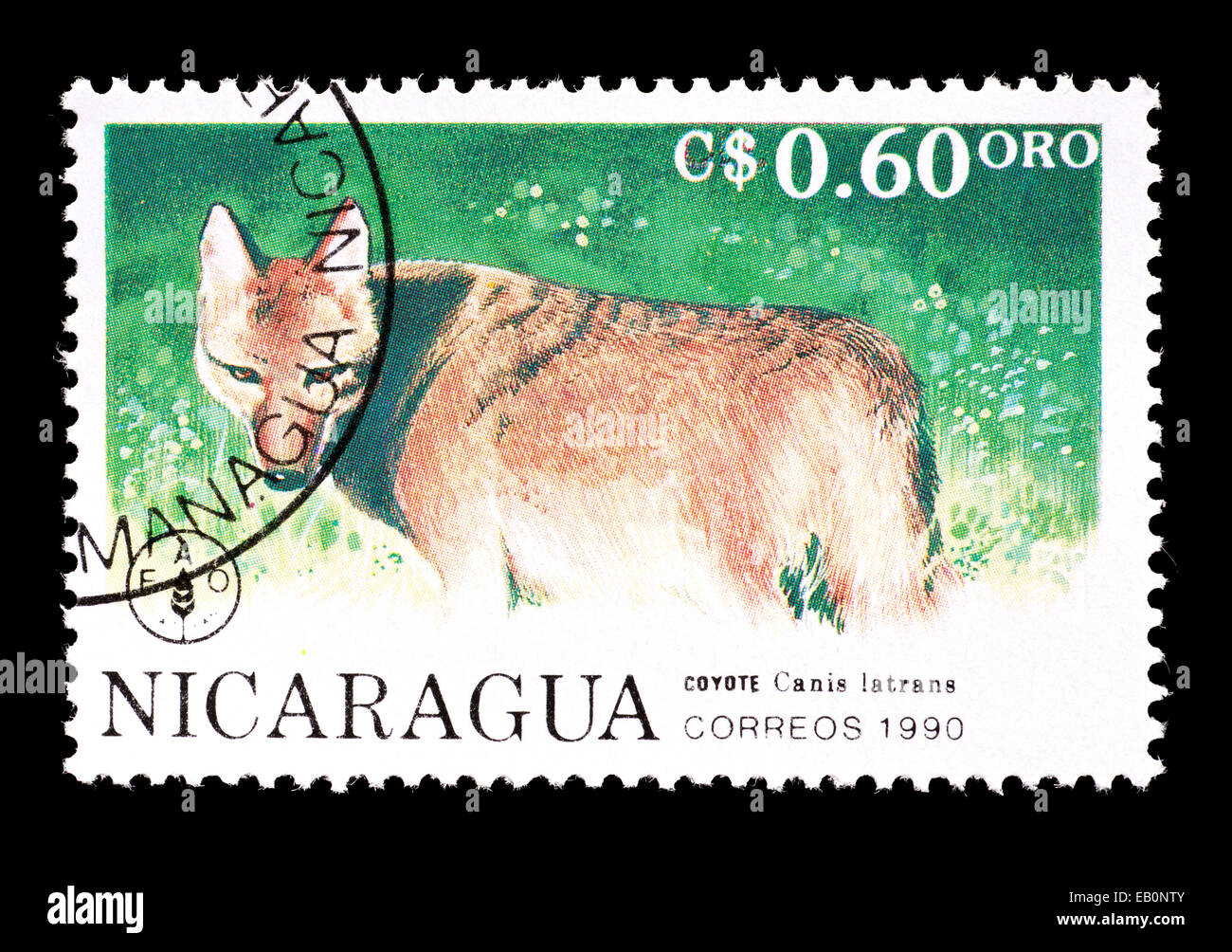 Postage stamp from Nicaragua depicting a coyote (Canis latrans Stock ...