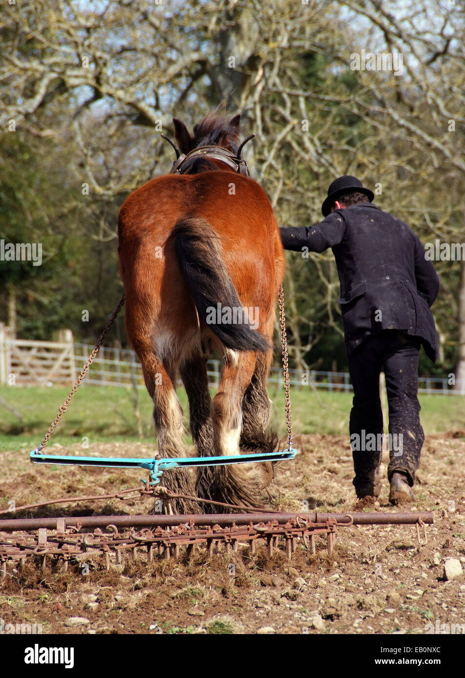 Acton Scott Victorian working Farm, Church Stretton, Shropshire, UK ...