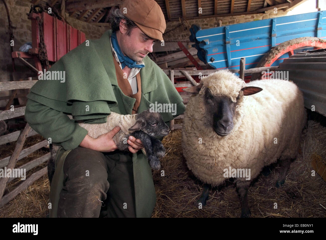 Victorian farm sheep uk hi-res stock photography and images - Alamy