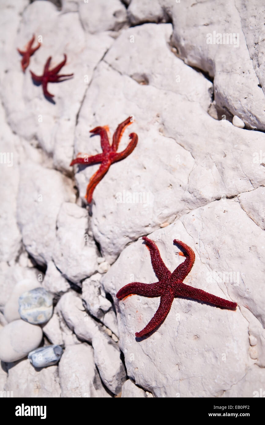 Stone starfish hi-res stock photography and images - Alamy