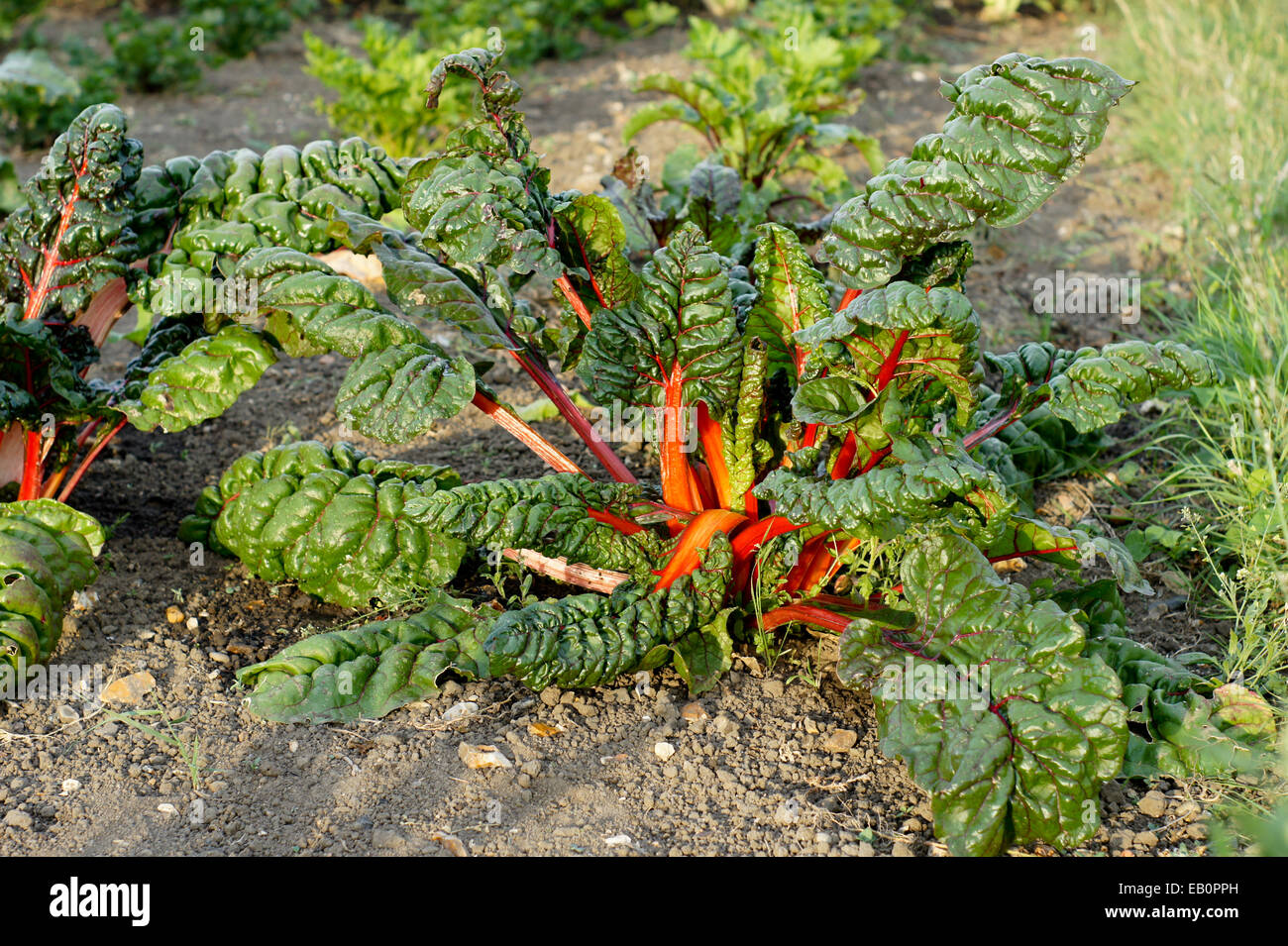 Chard growing on allotment Stock Photo - Alamy