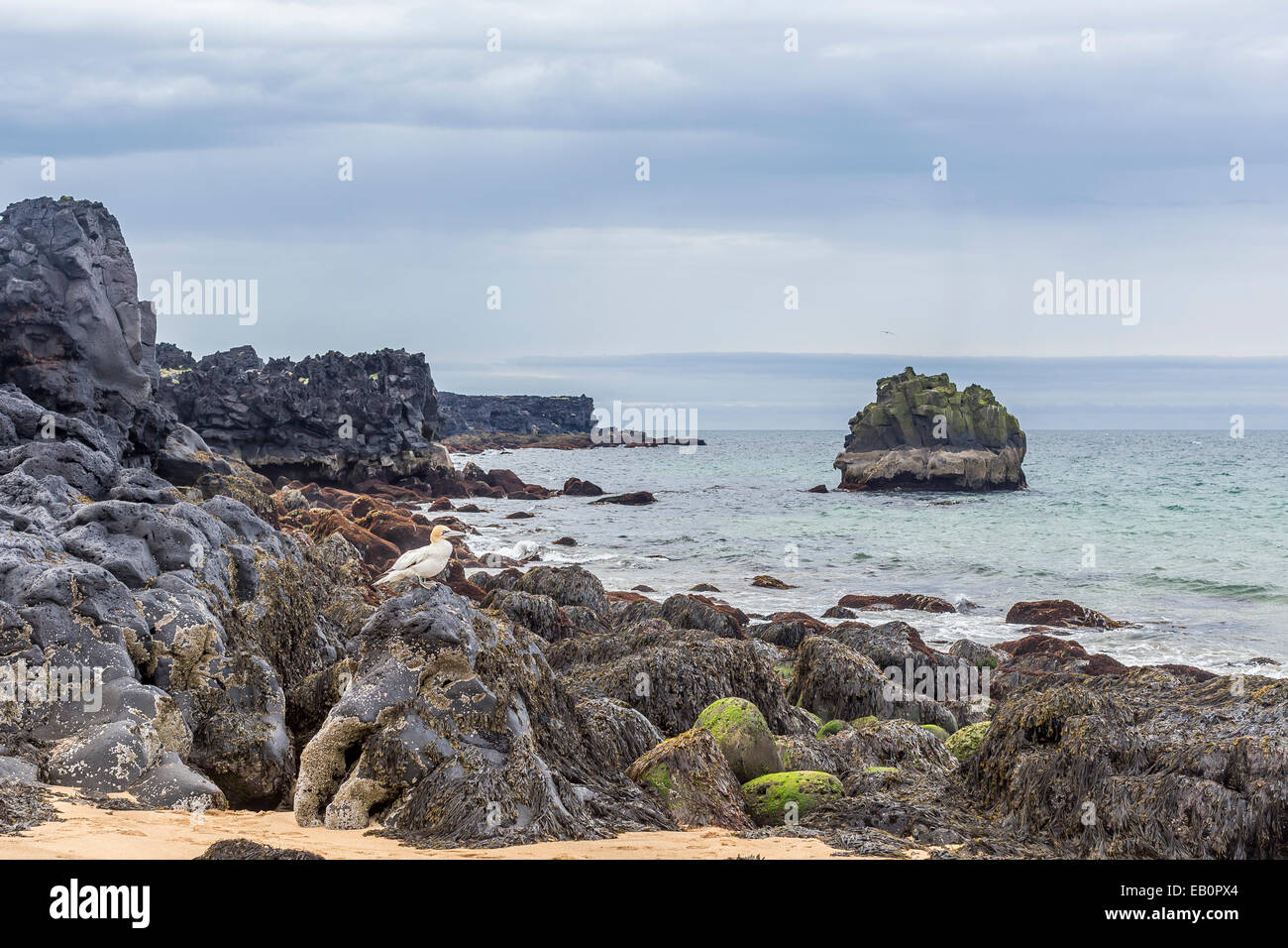 West Iceland, Snaefellsnes Peninsula, Skardsvik Beach, Golden Beach ...