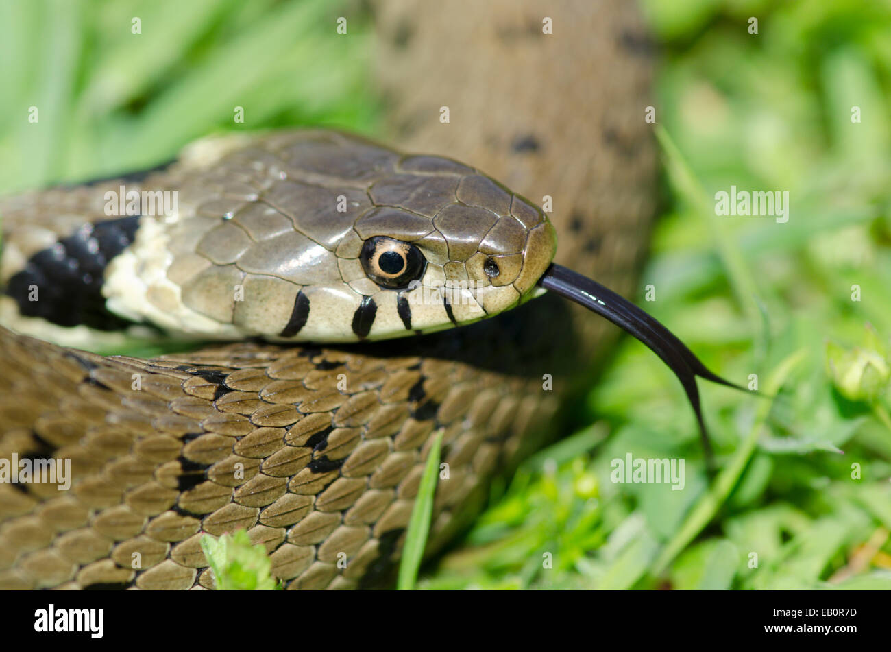 Snake forked tongue hi-res stock photography and images - Alamy