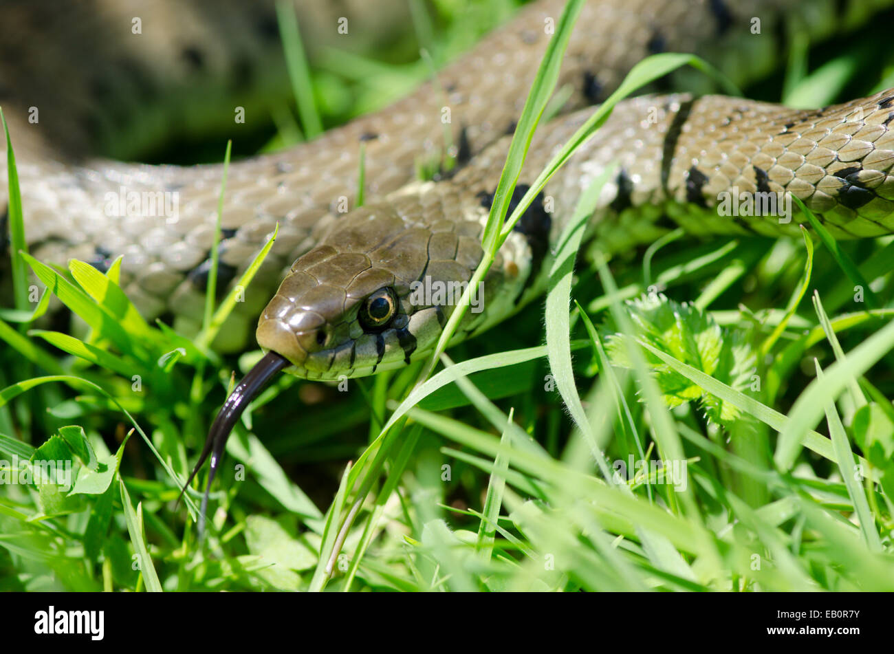 Grass snake uk hi-res stock photography and images - Alamy