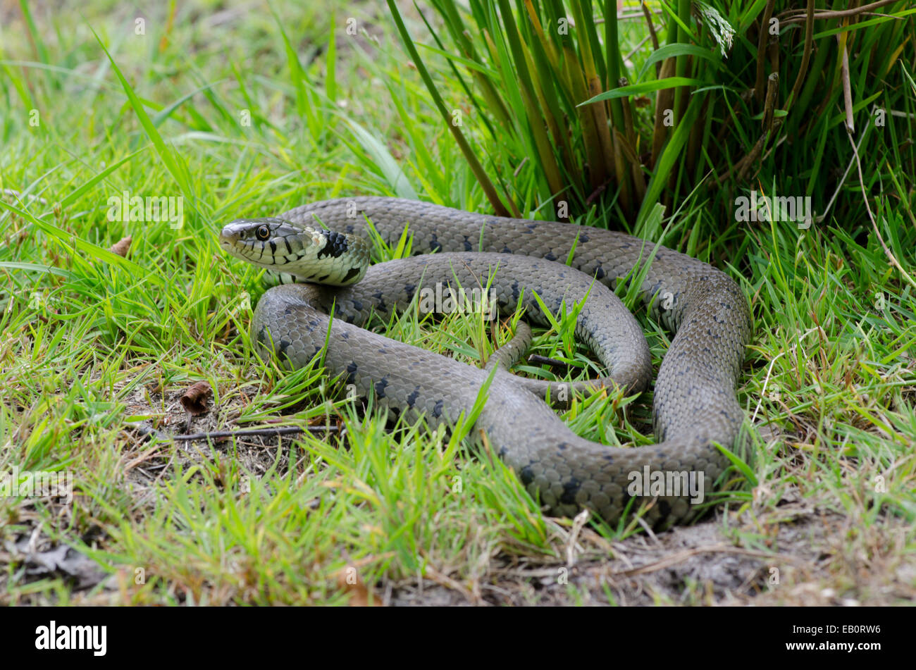 Sly snake hi-res stock photography and images - Alamy