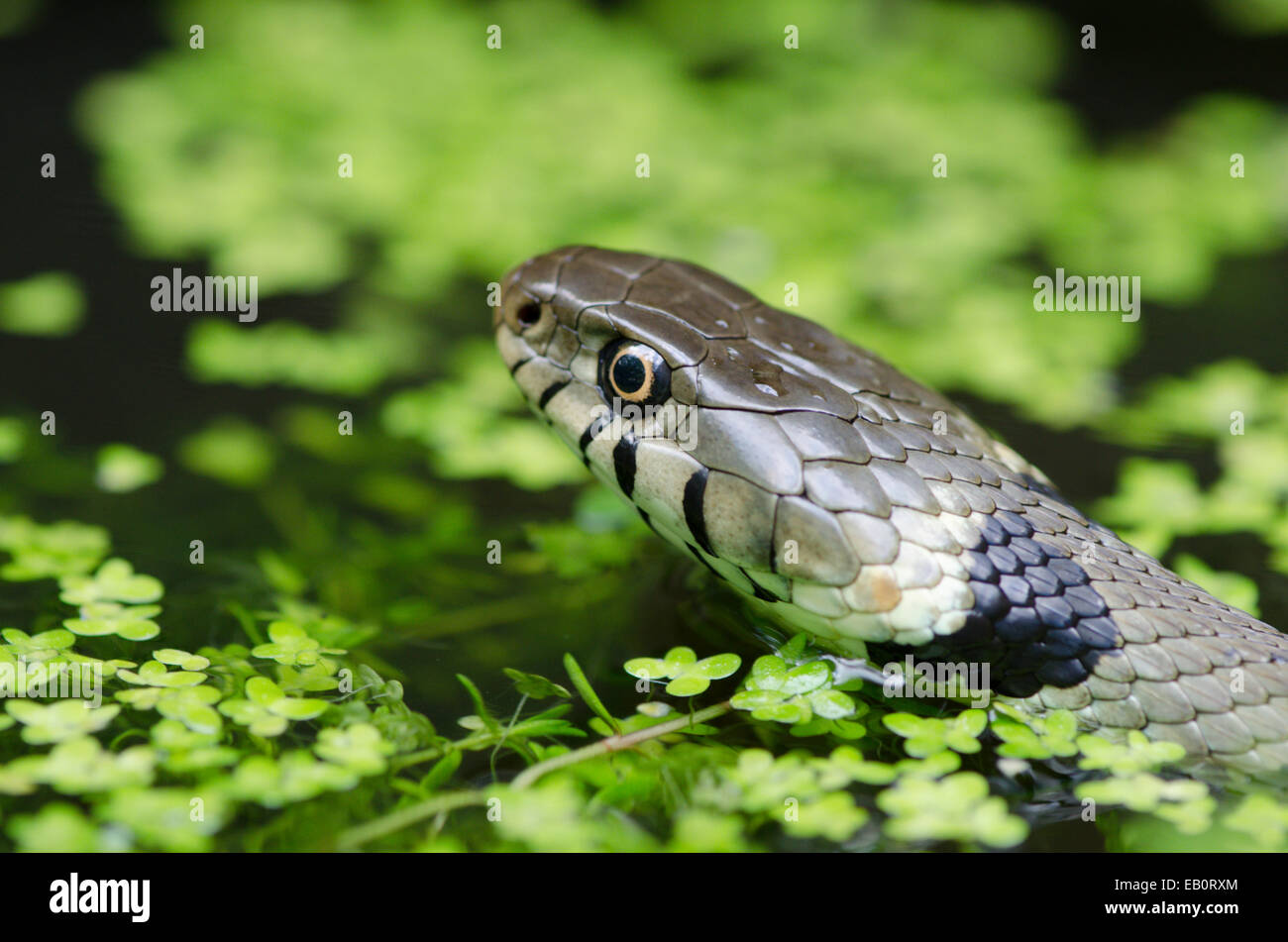Snake Weed High Resolution Stock Photography and Images - Alamy