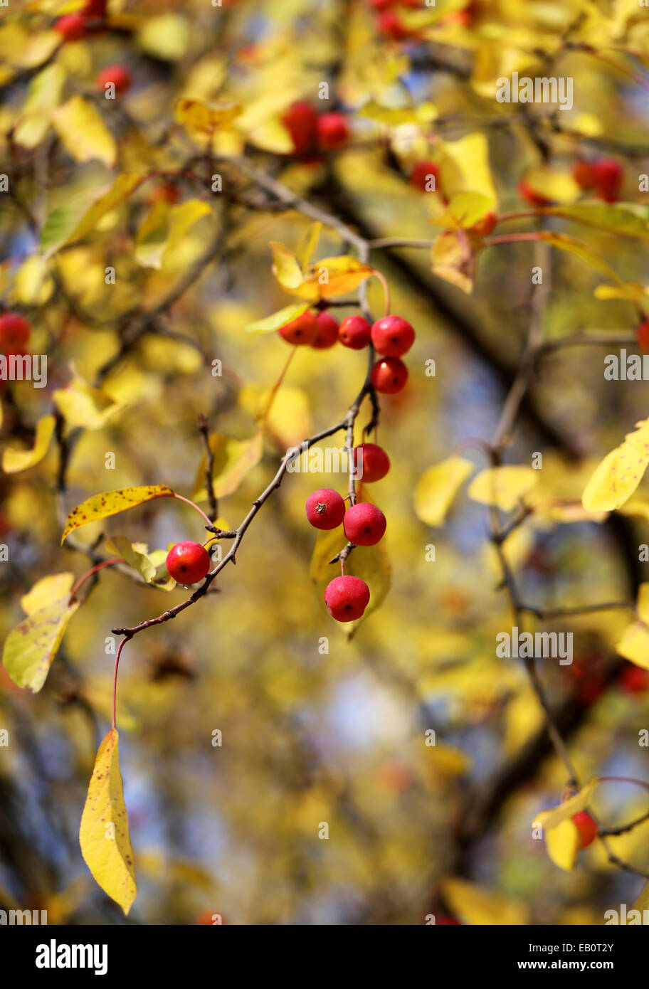 small wild apples on the apple tree is photographed close-up Stock ...