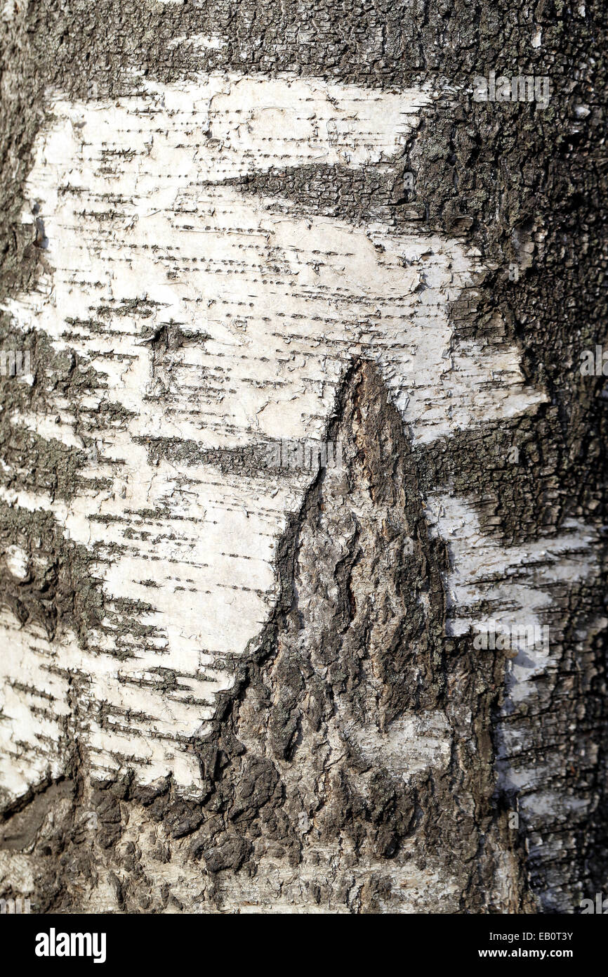 Birch wood texture is photographed close up Stock Photo - Alamy
