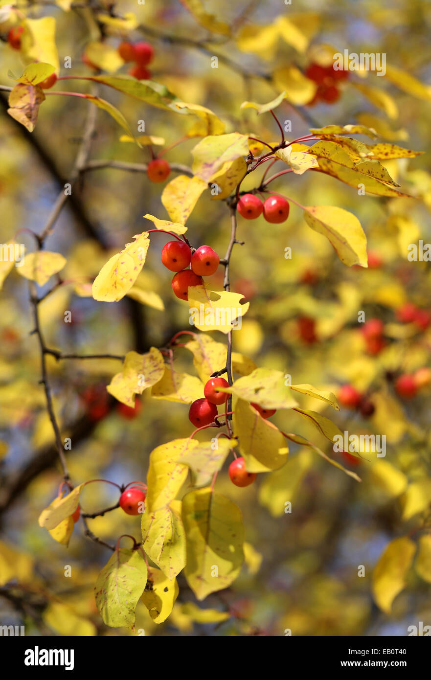 small wild apples on the apple tree is photographed close-up Stock ...