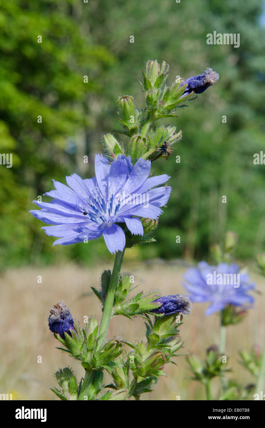 Cichorium intybus hi-res stock photography and images - Alamy
