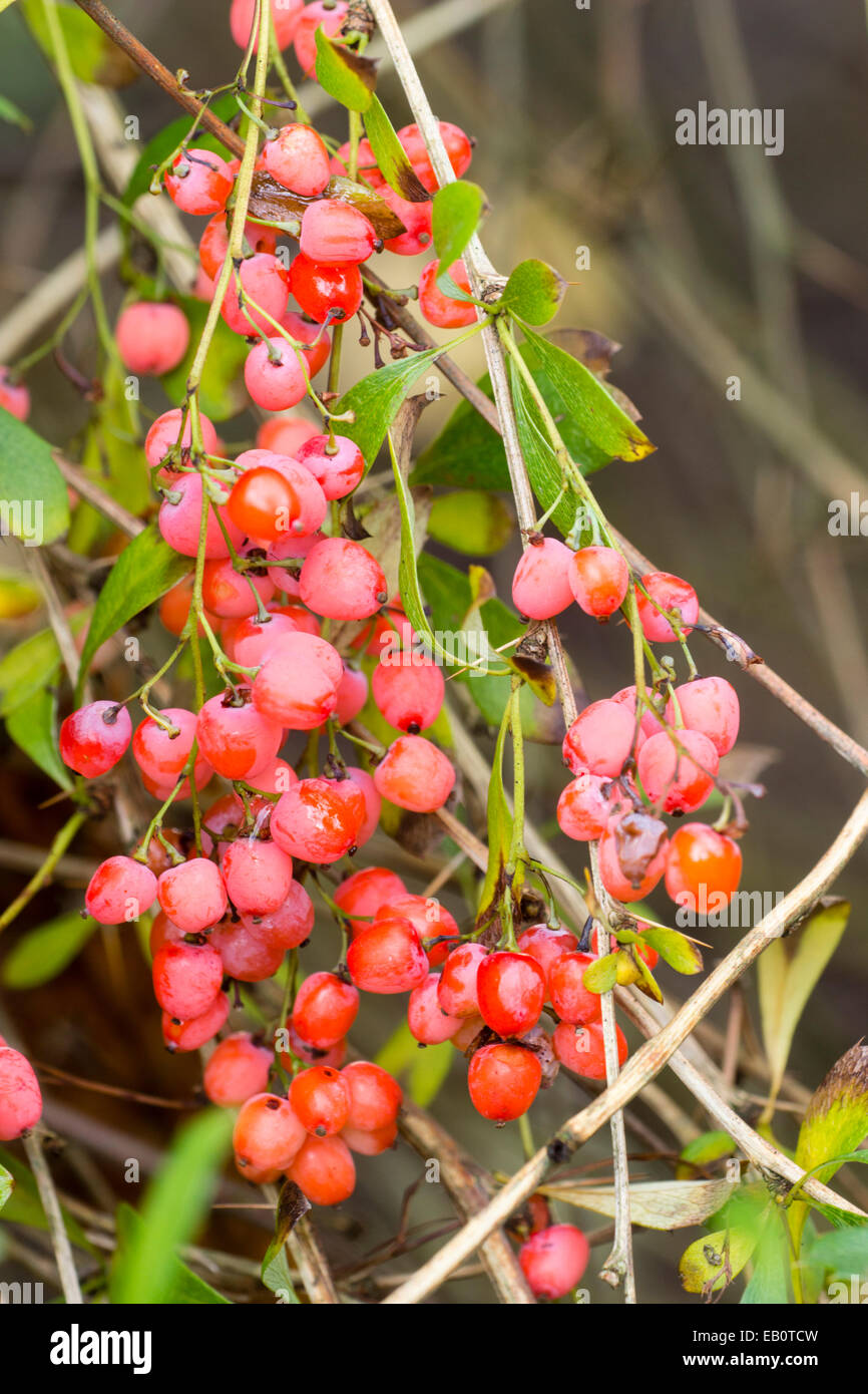 Powdery bloom hi-res stock photography and images - Alamy