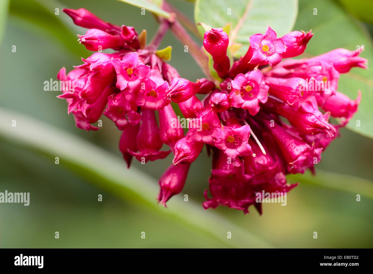 Autumn flowers of the half hardy, upright shrub, Cestrum roseum Stock ...