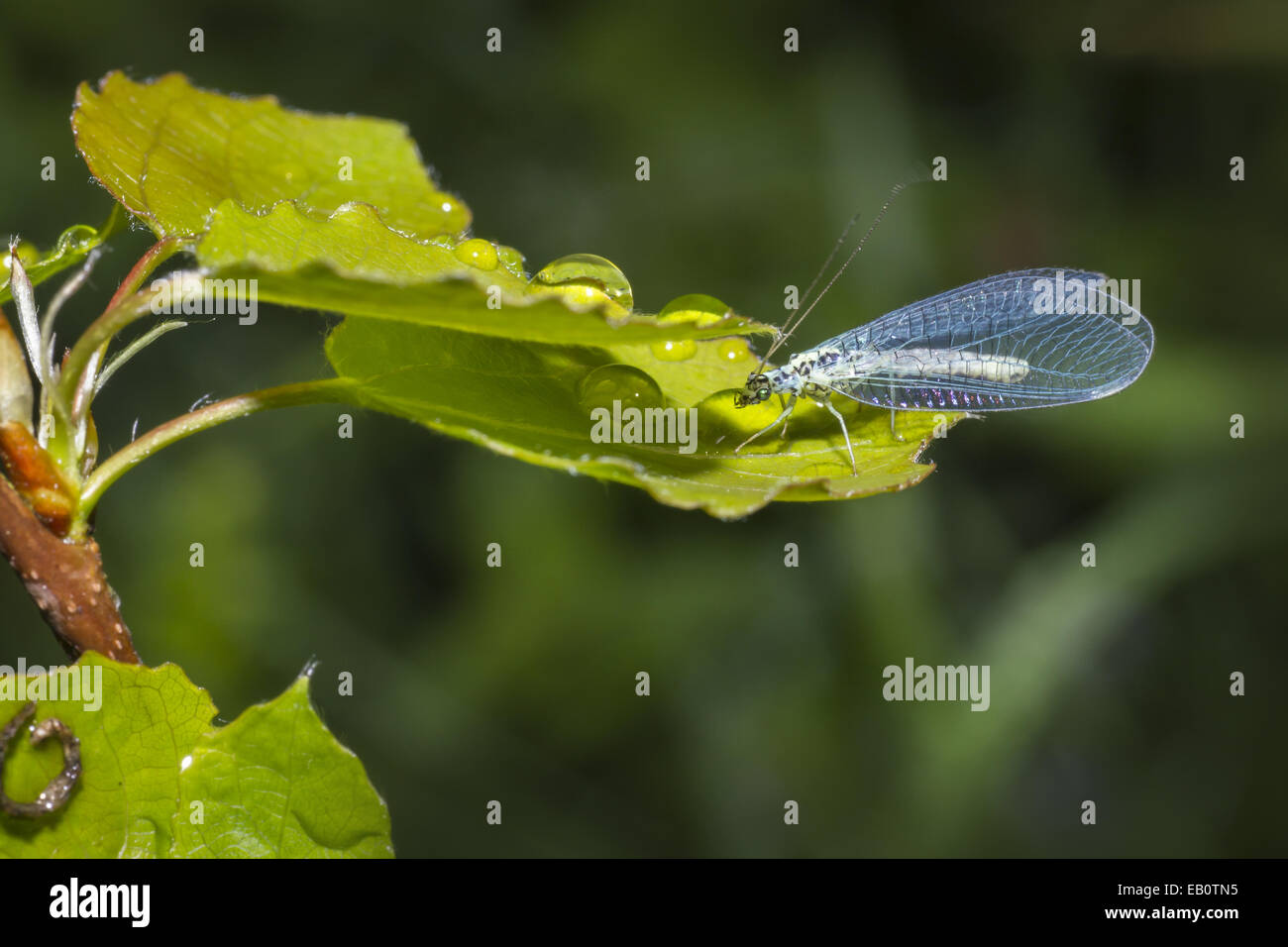 The green lacewing, Chrysoperla carnea Stock Photo - Alamy